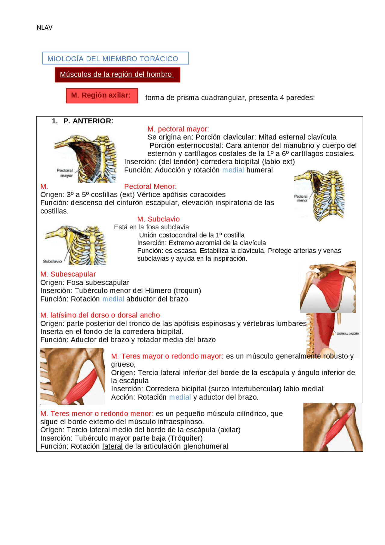 Miología Del Miembro Torácico Docsity
