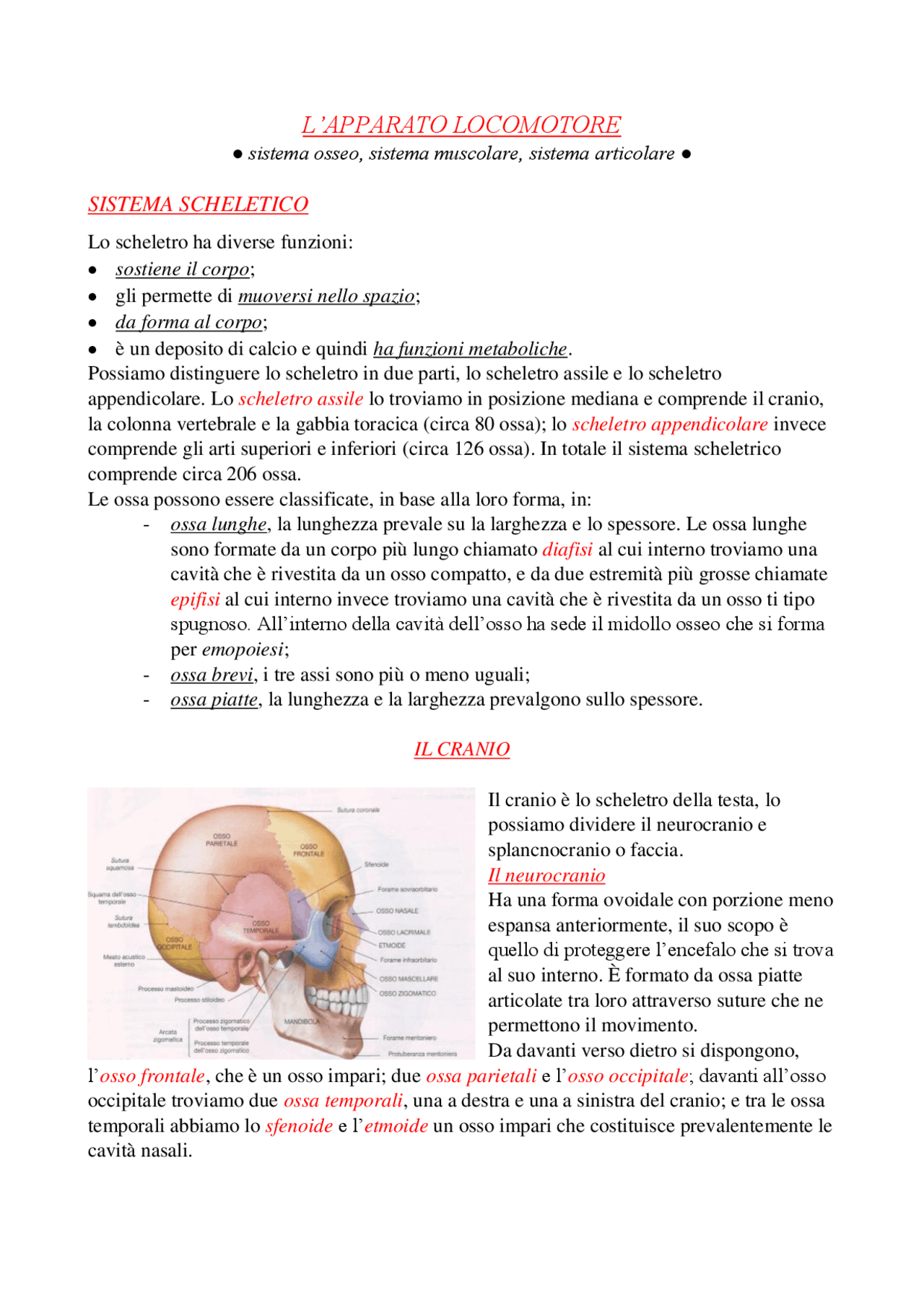 Anatomia Umana: Apparato Locomotore - Docsity