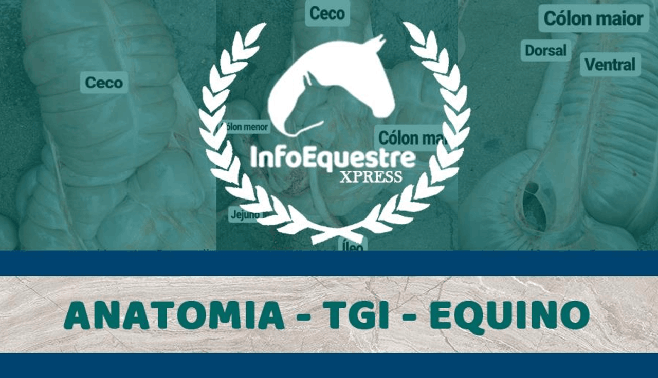 Anatomia TGI do equino - Docsity