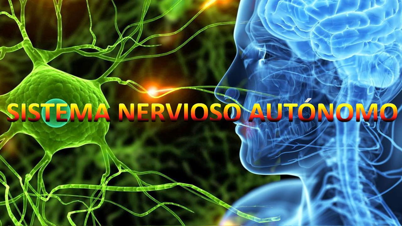 Sistema Nervioso Autonomo Slides Of Neuroanatomy Docsity