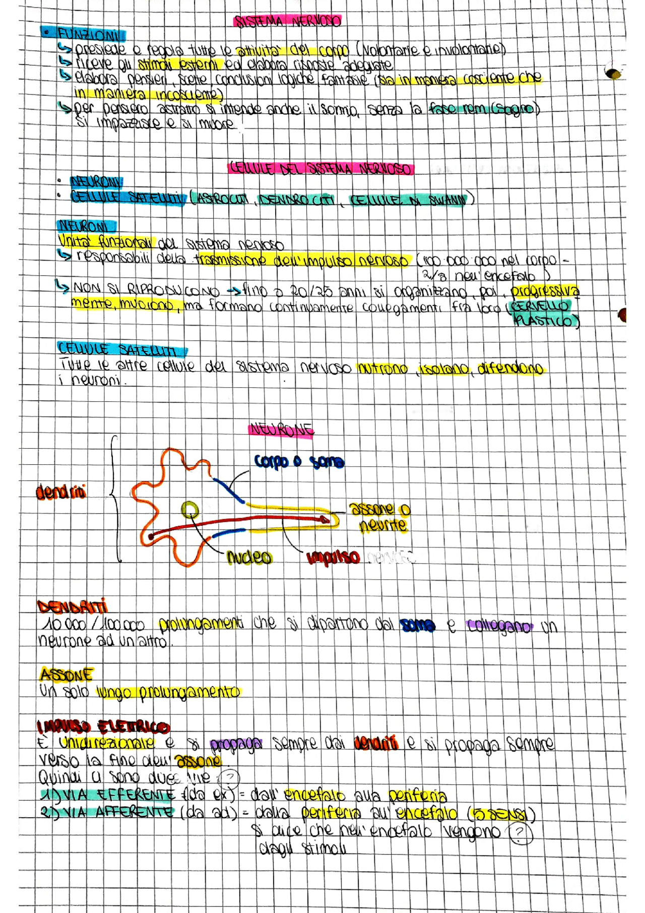 Sistema Nervoso Scienze Iv Scienze Umane Docsity