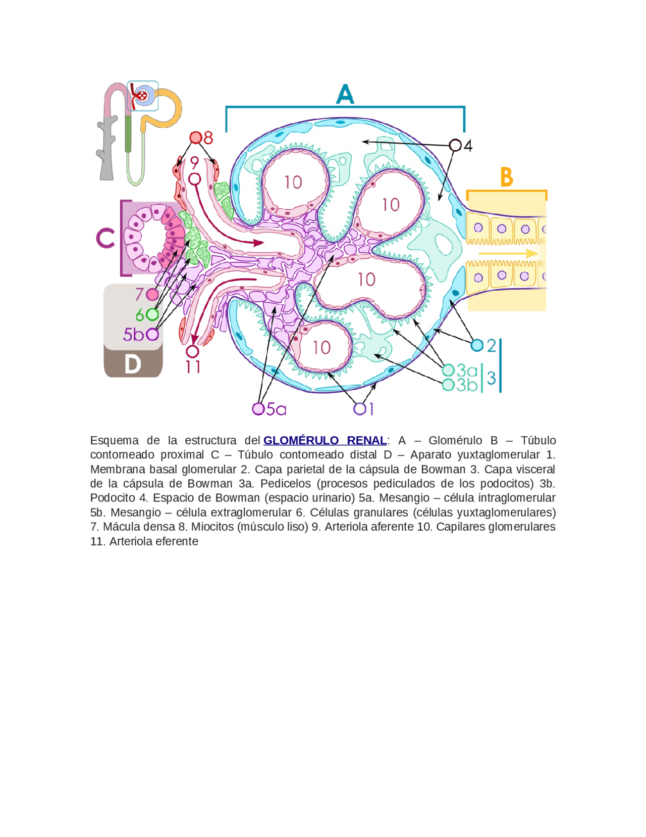 GLOMERULO FISIOLOGIA DE RIÑON - Docsity