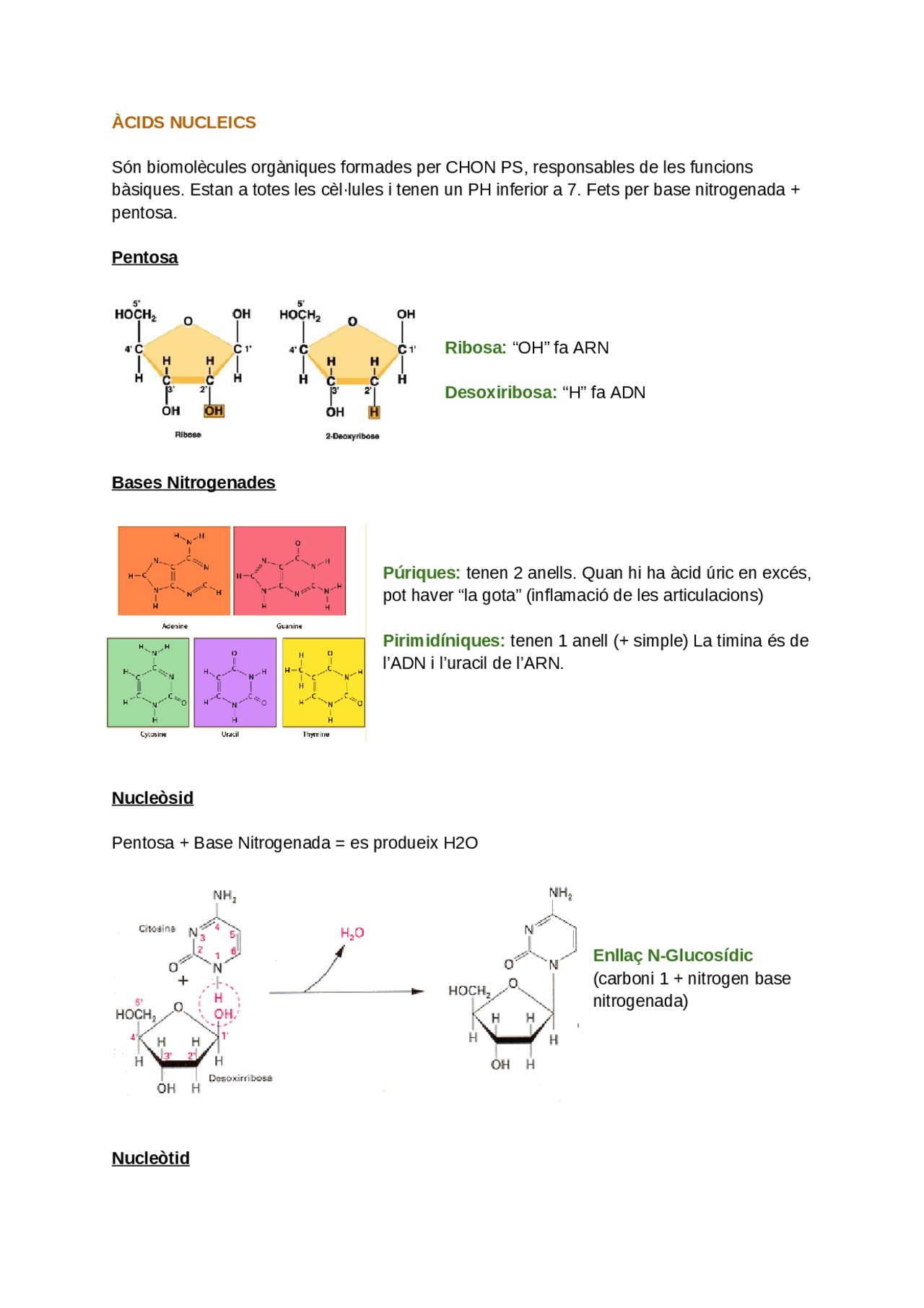Àcids Nucleics Biologia Docsity