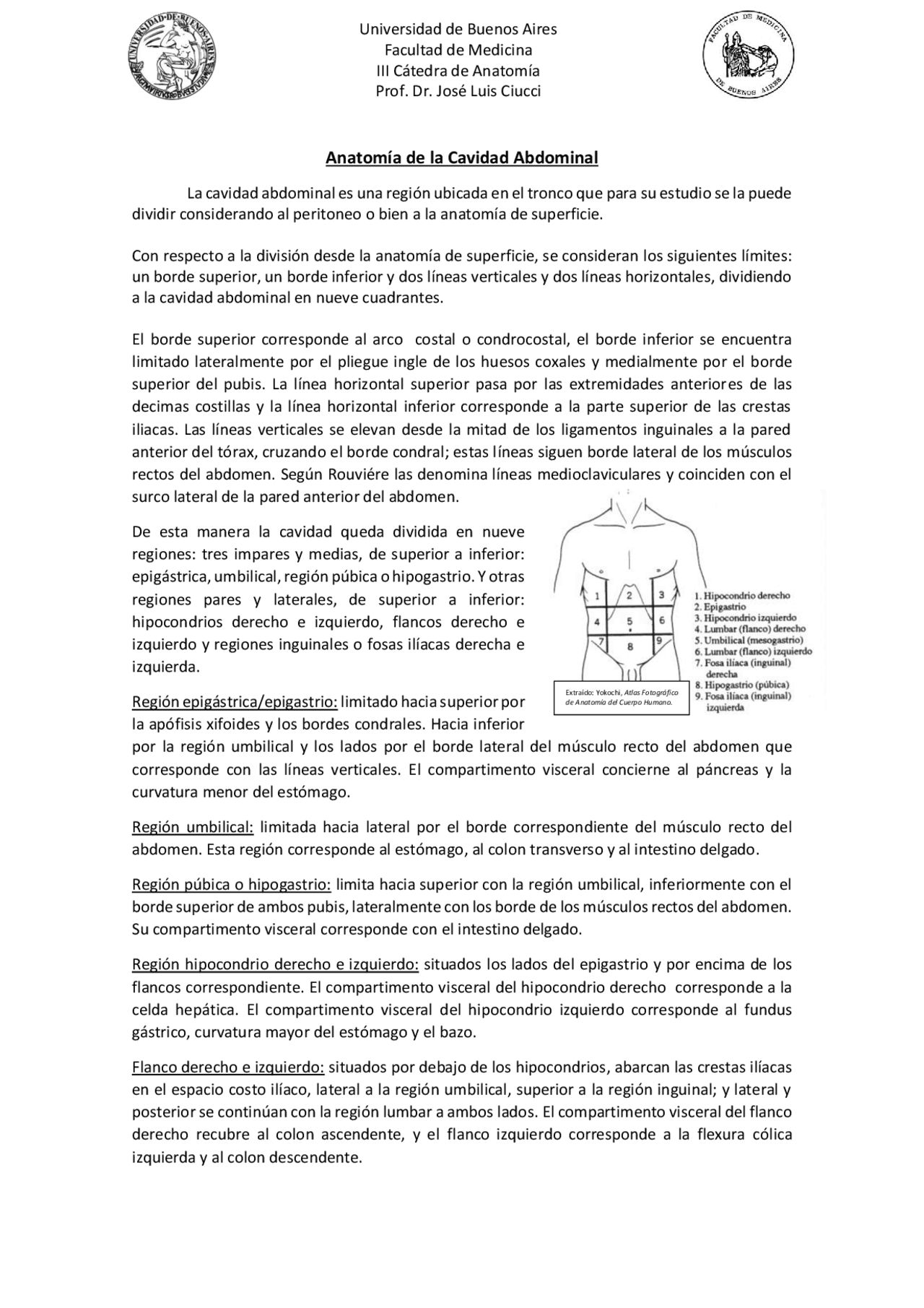 Anatomia Cavidad Abdominal Docsity