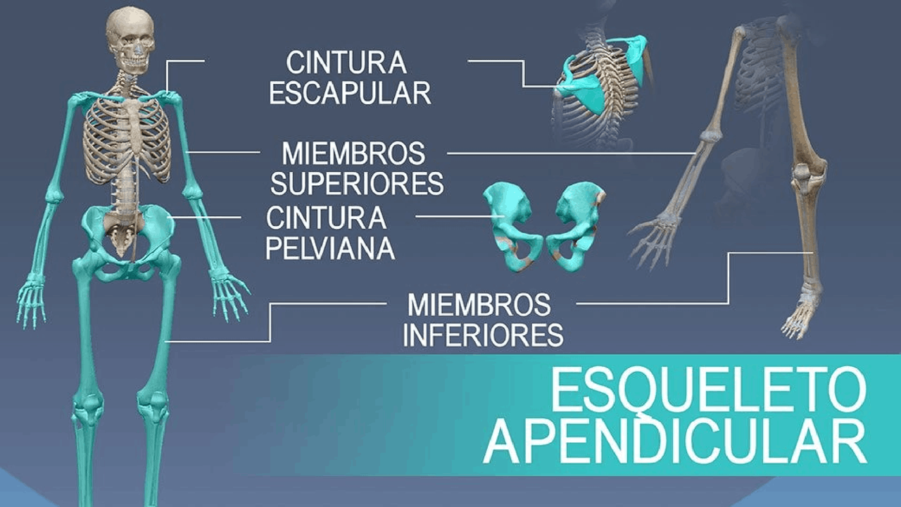 Sistema esqueltico( sistema apendicular: sub division) - Docsity