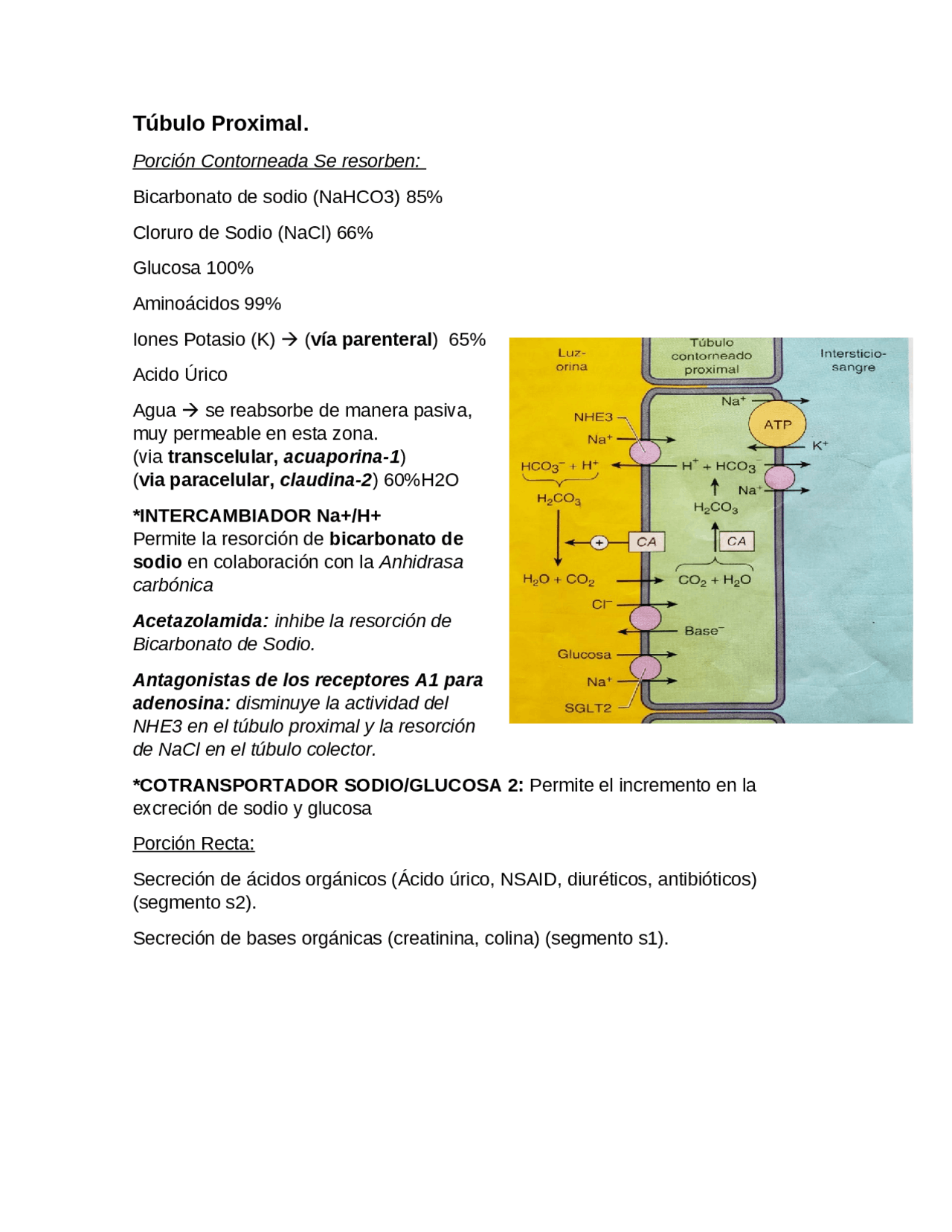Diuréticos, Resumen de Farmacologia de Goodman y Gilman. | Résumés de ...