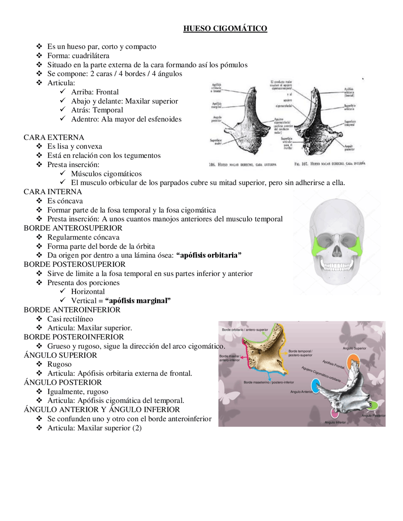 Huesos de la cara (Hueso Cigomático) | Apuntes de Anatomía | Docsity
