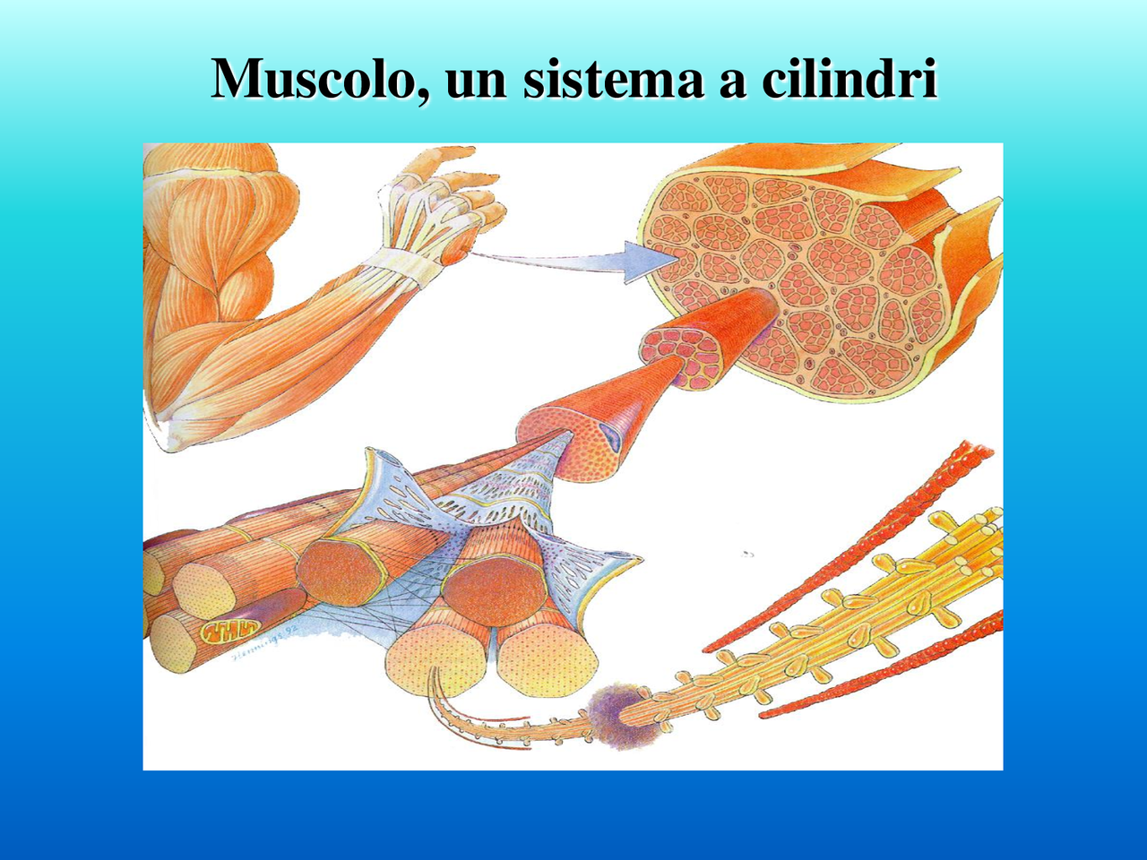 Muscolo Liscio Fisiologia Docsity