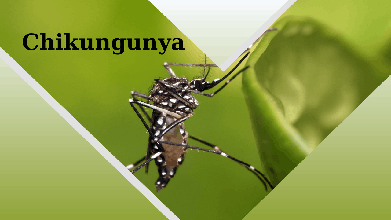 Chikungunya Informacion - Docsity
