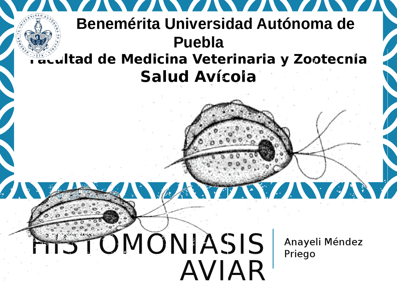 HISTOMONIASIS AVIAR | Diapositivas de Medicina Veterinaria | Docsity