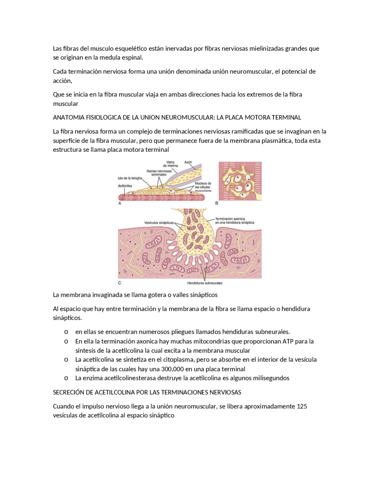 Resumen cap 7 guyton - Docsity