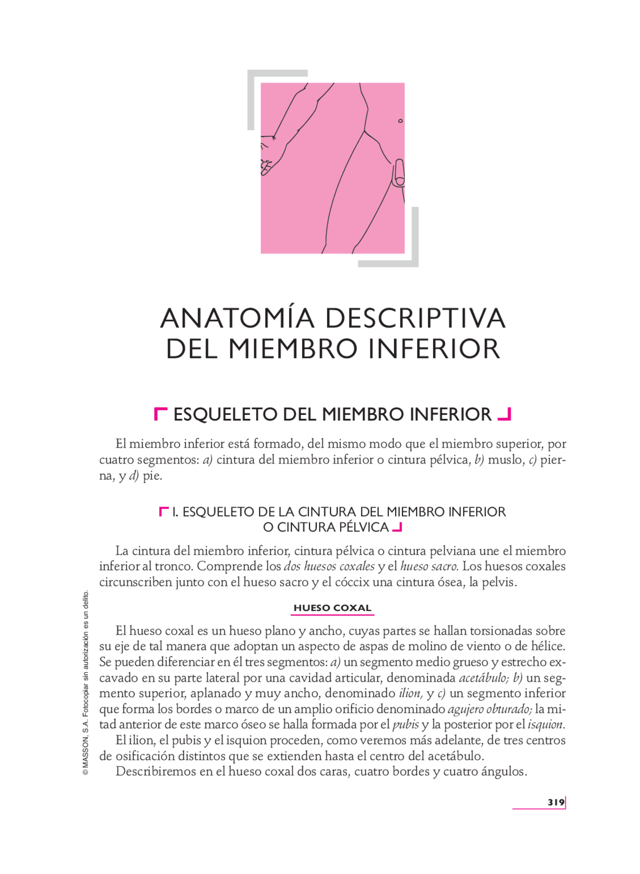 Anatomía Del Miembro Inferior Docsity