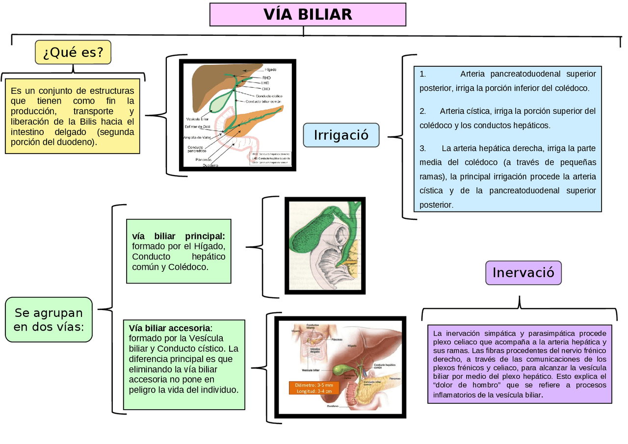 Via biliar.................................... - Docsity