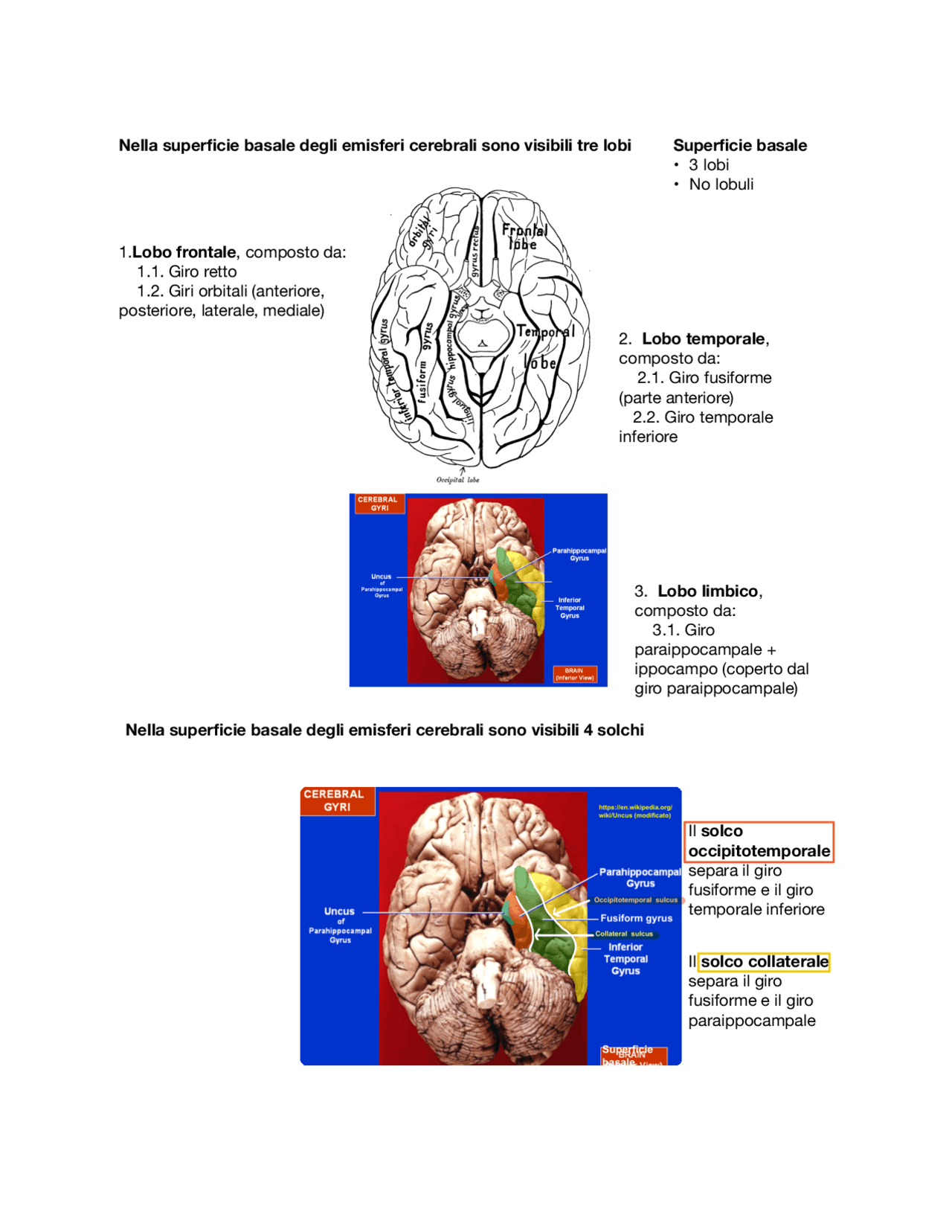Schema lobi cerebrali - Docsity