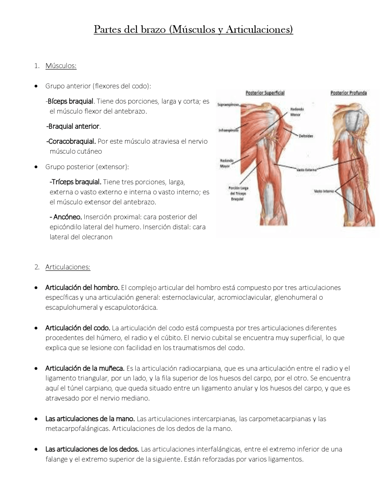 Partes principales del brazo(Resumen) - Docsity