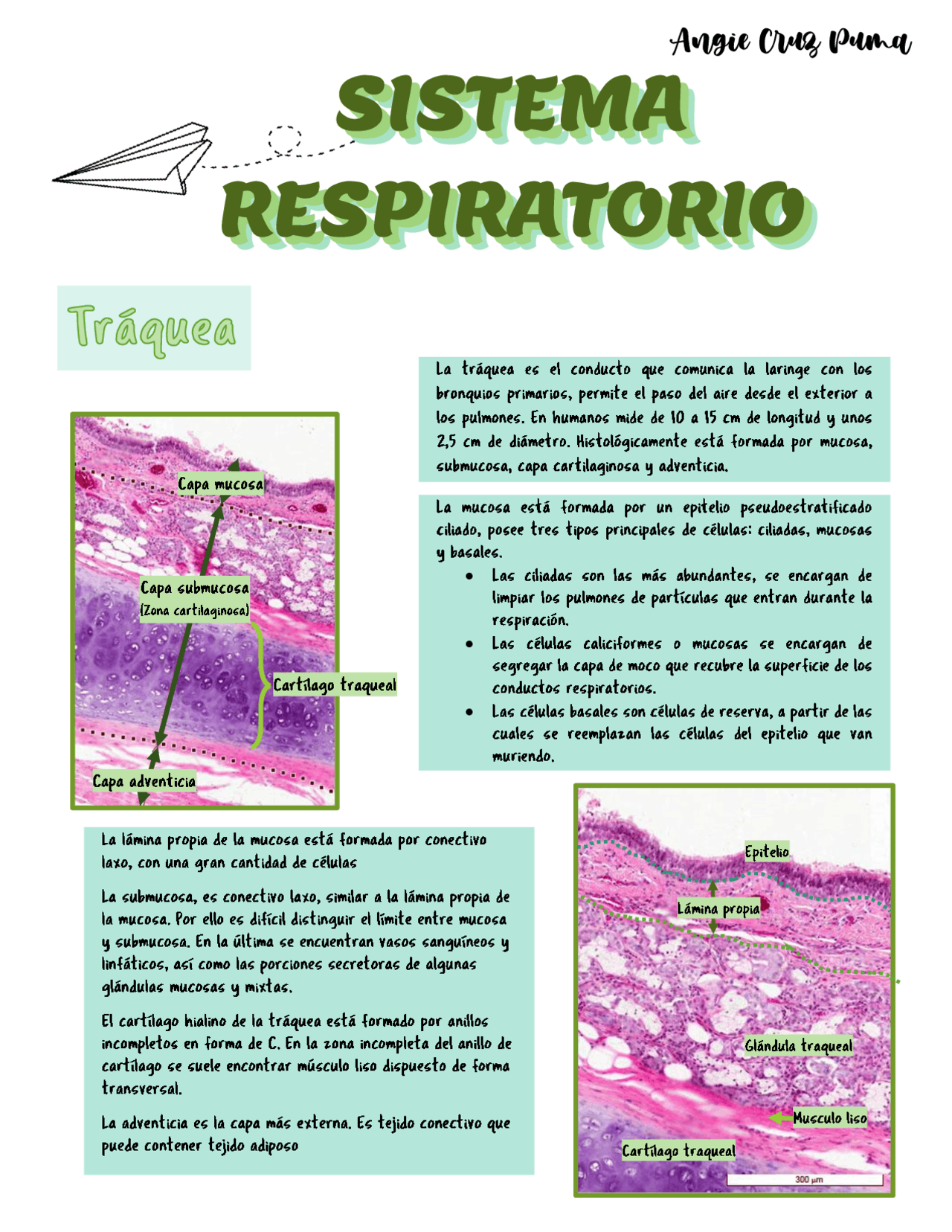 Sistema Respiratorio Histologia Docsity