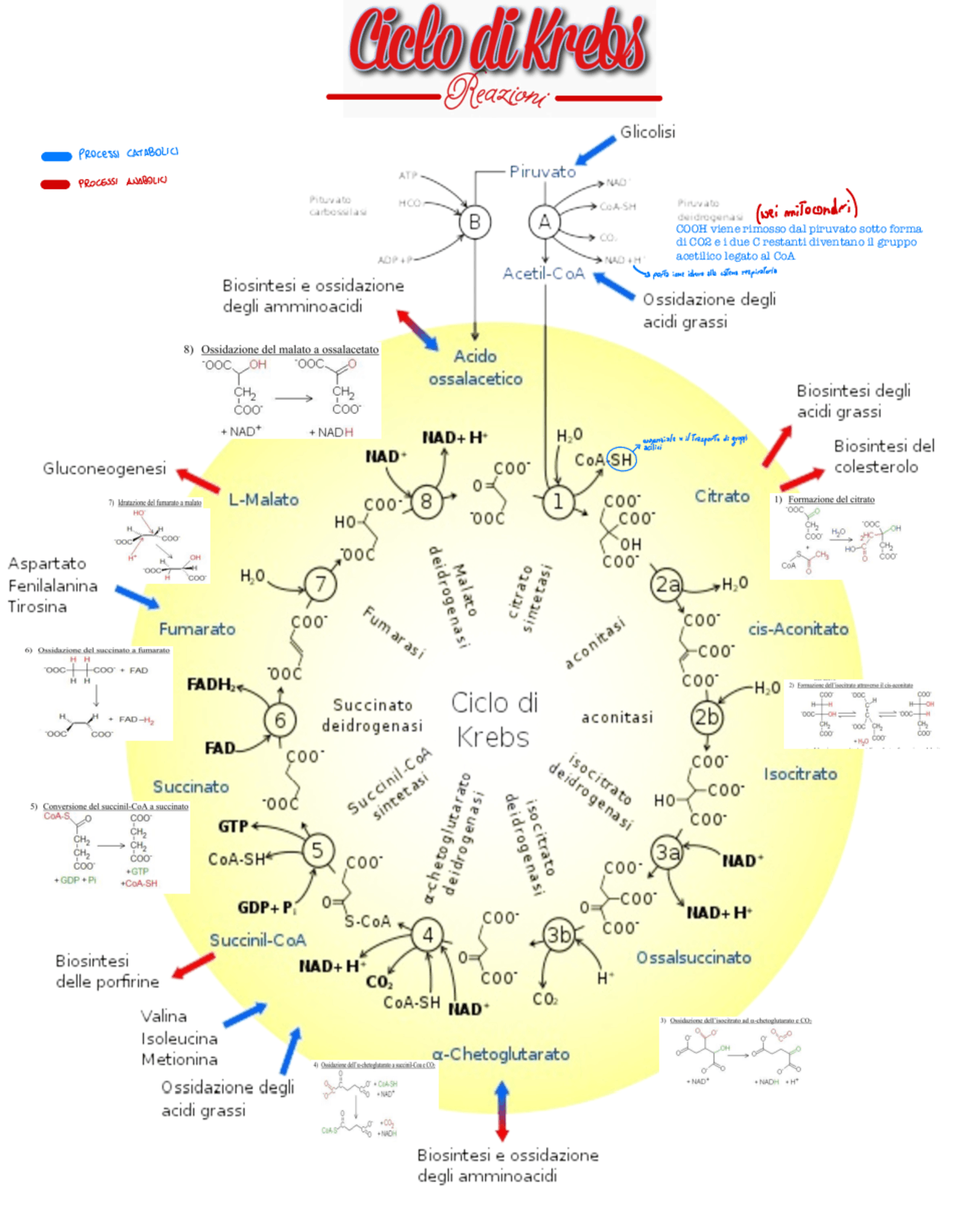 Ciclo Di Krebs Schema Pdf Docsity