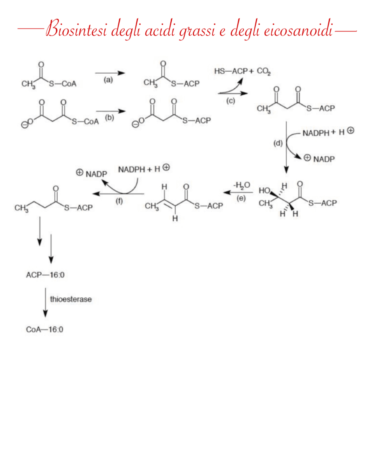 Biosintesi Di Acidi Grassi Ed Eicosanoidi Schema Docsity