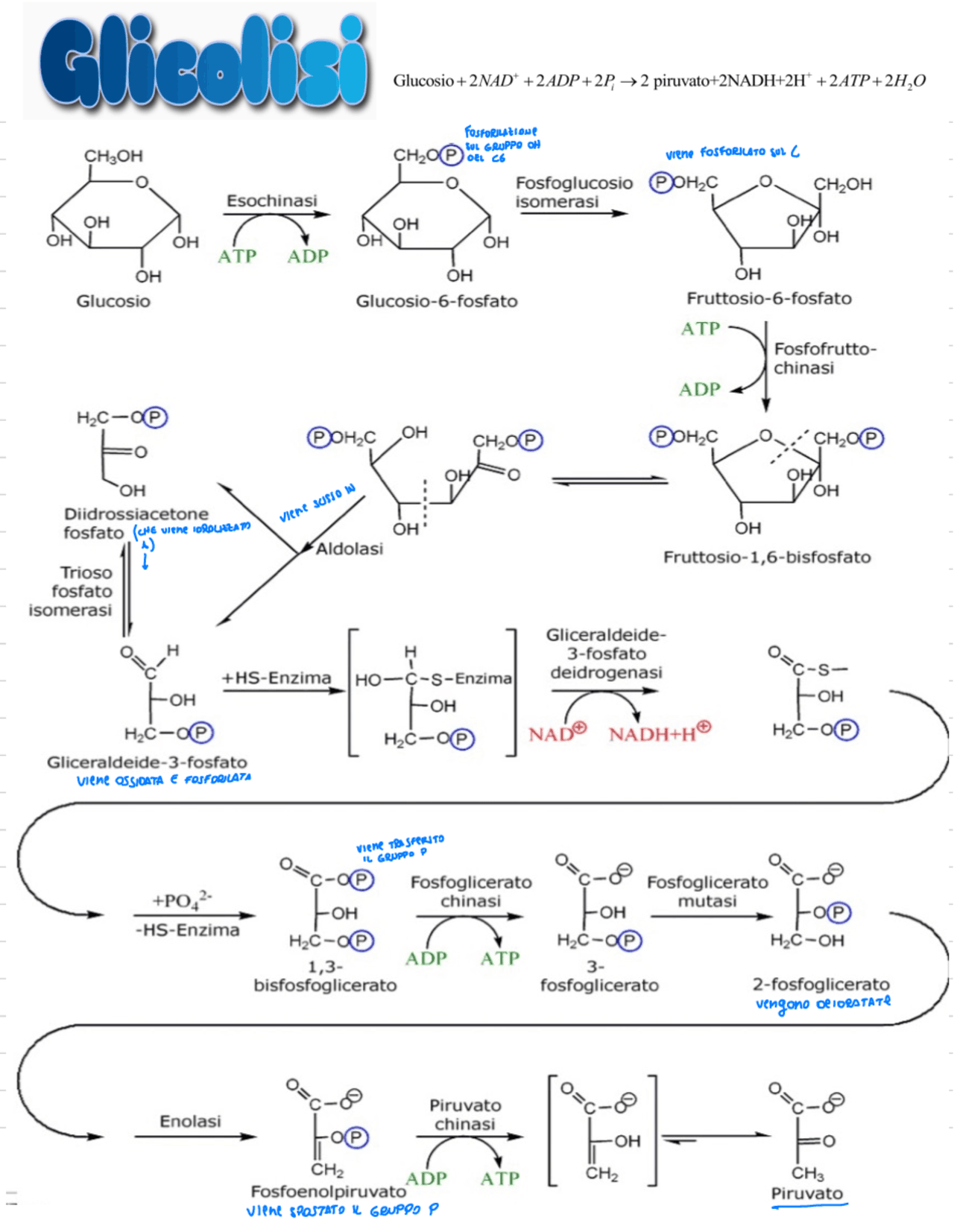 Reazioni della glicolisi pdf - Docsity