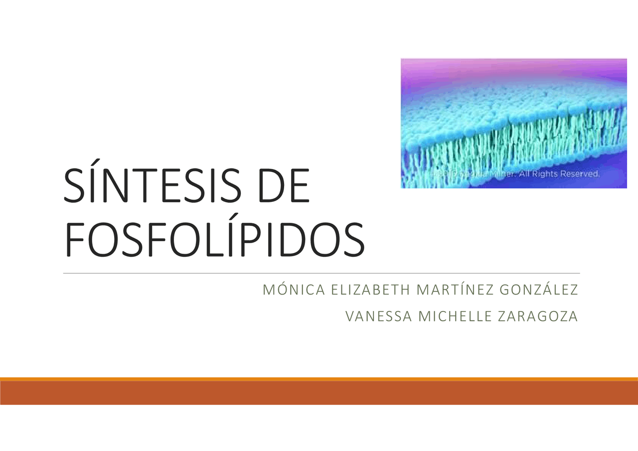 Tipos De Fosfolipidios