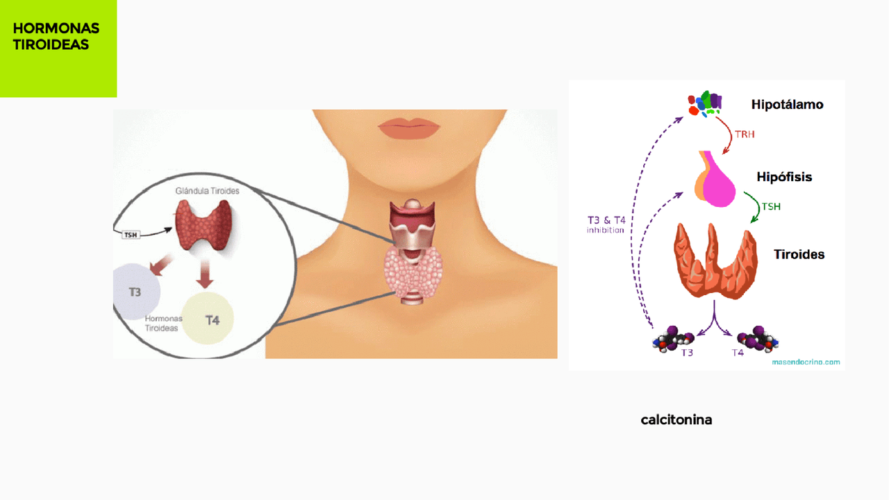 Hormona Tiroidea Explicacion Breve Docsity