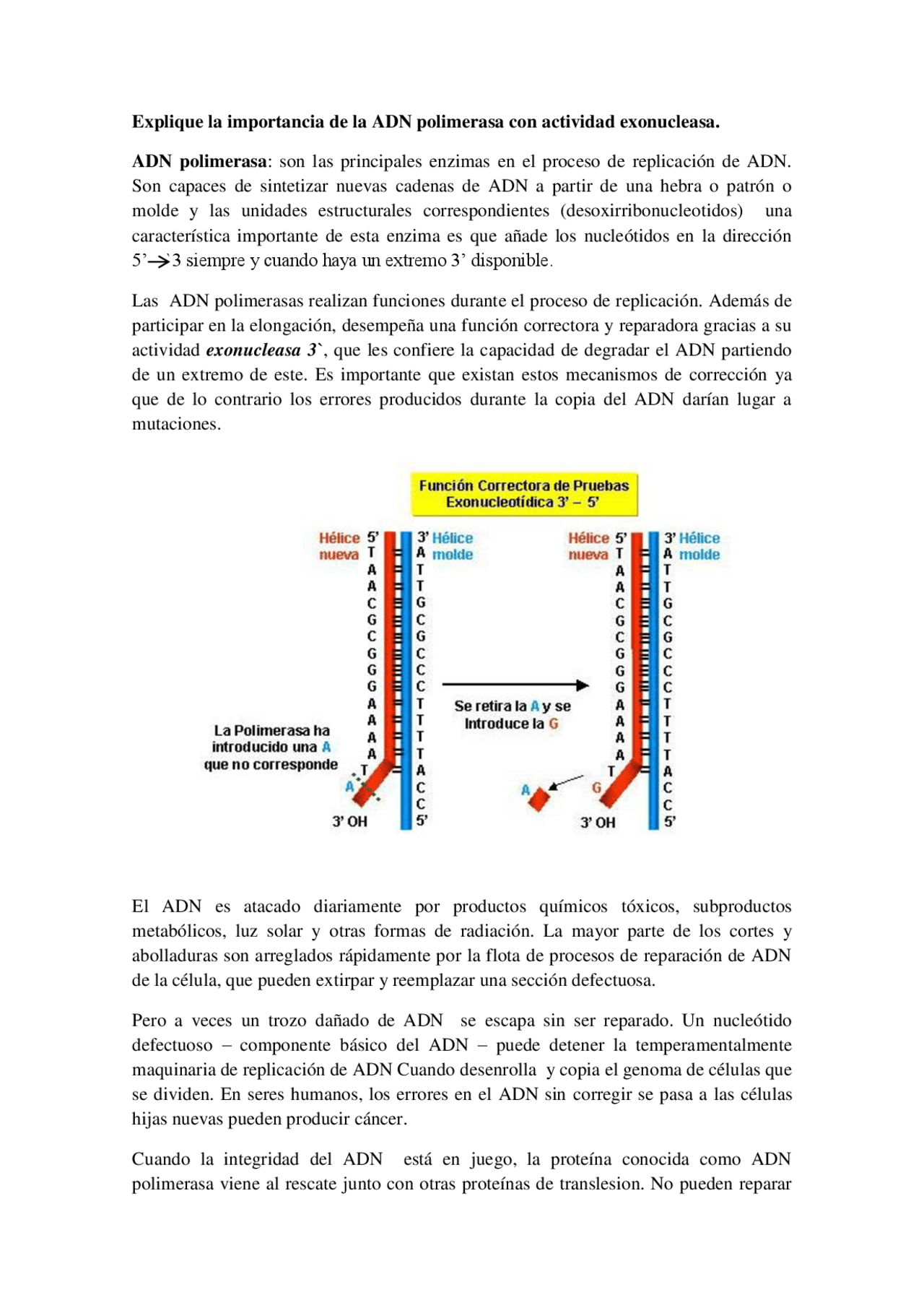 Importancia de la ADN polimerasa con actividad exonucleasa | Guías ...