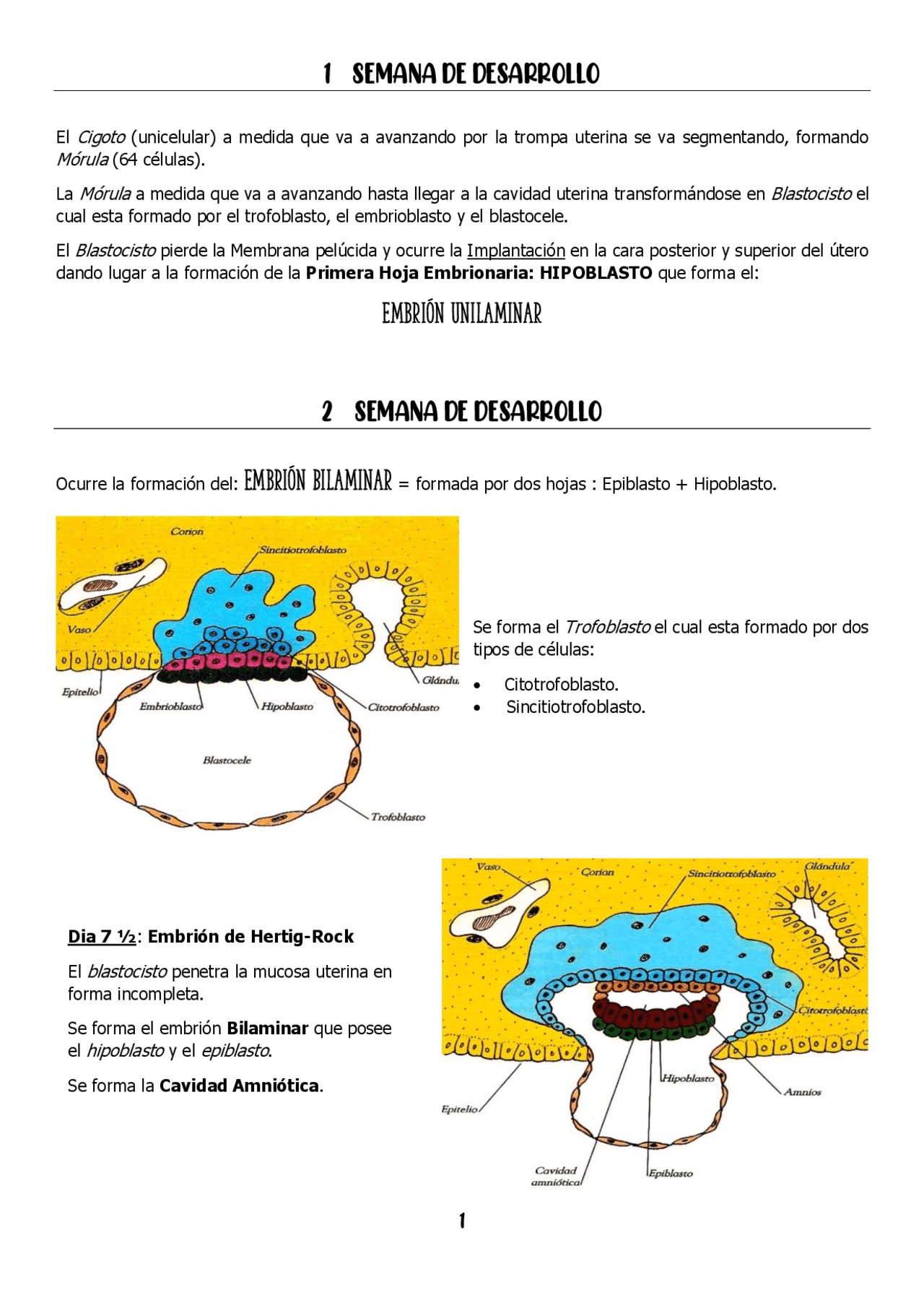 Resumen 1° Y 2° Semana De Desarrollo Embrionario Docsity