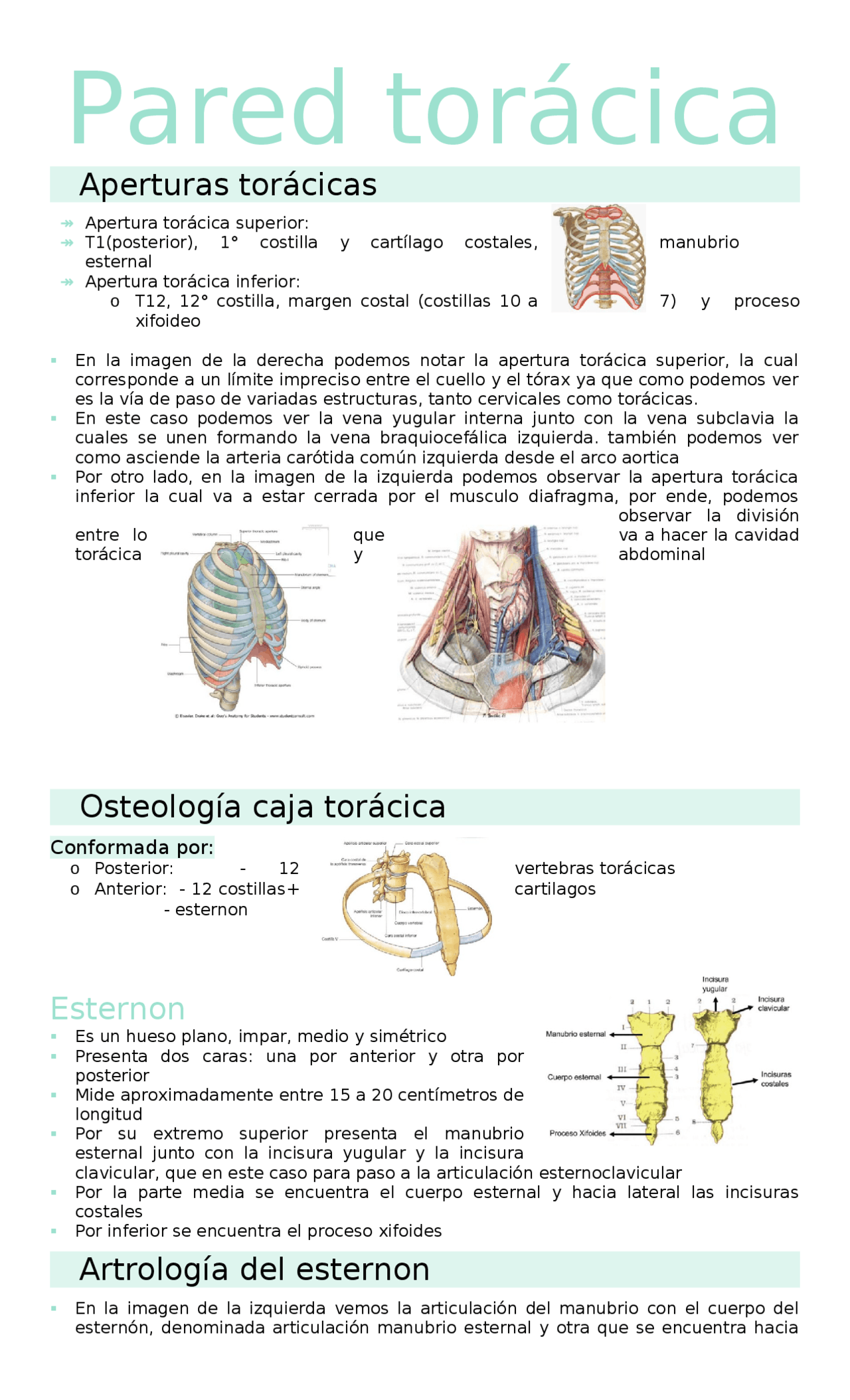 Apunte Pared torácica - Docsity