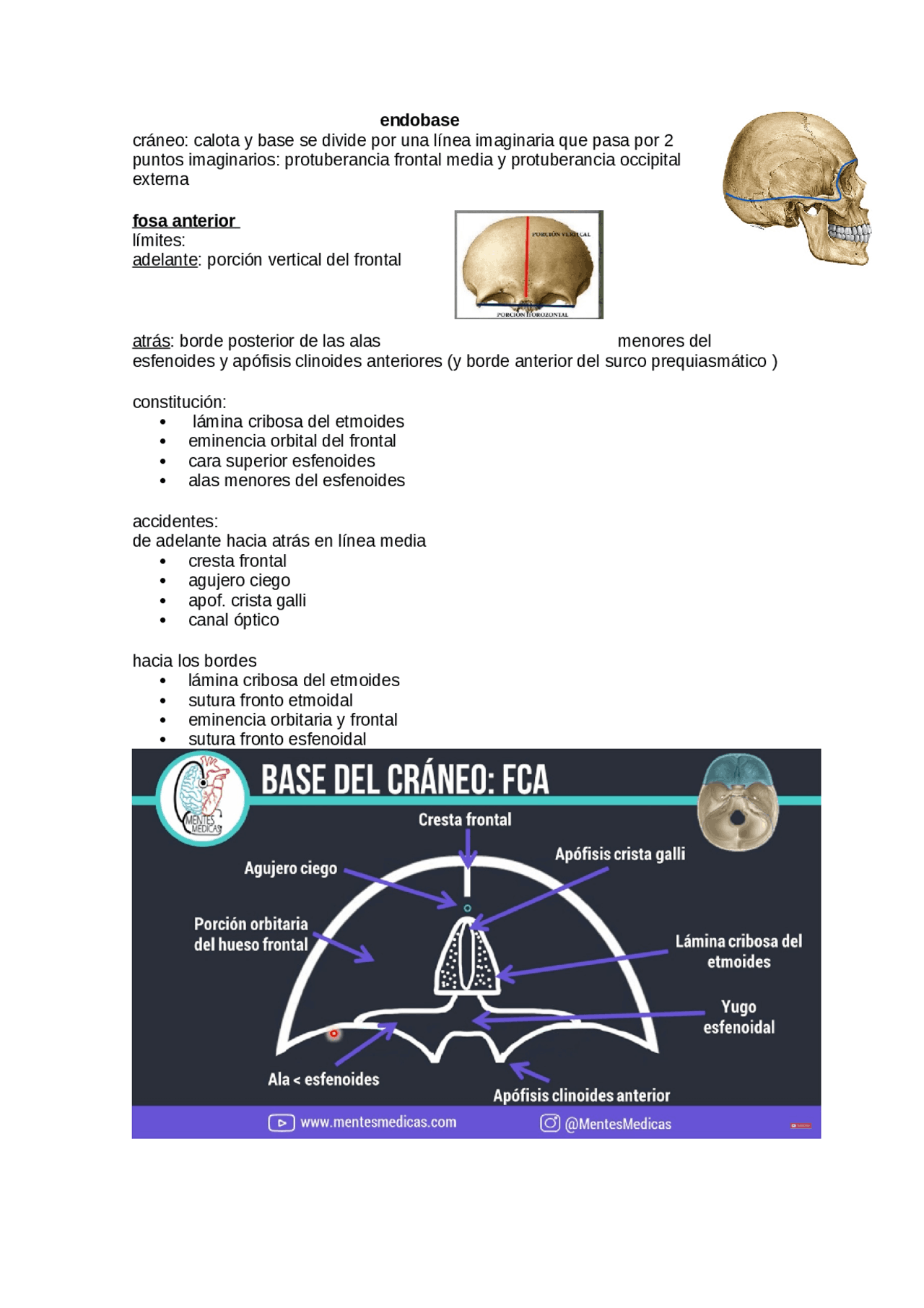 Resumen endobase y exobase completo rouvière | Resúmenes de Anatomía ...