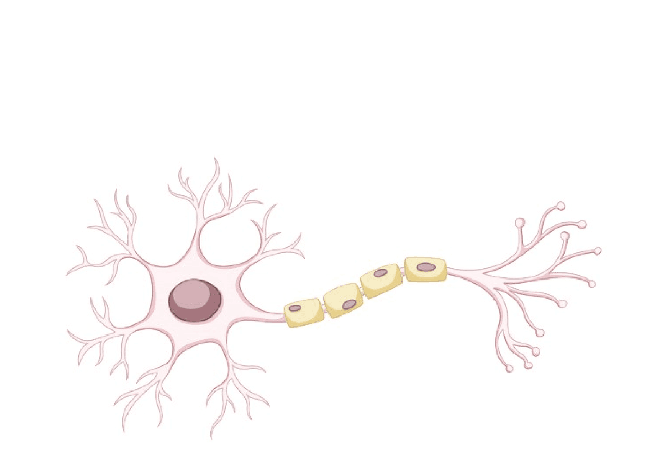 Neurona y sus partes | Appunti di Anatomia | Docsity