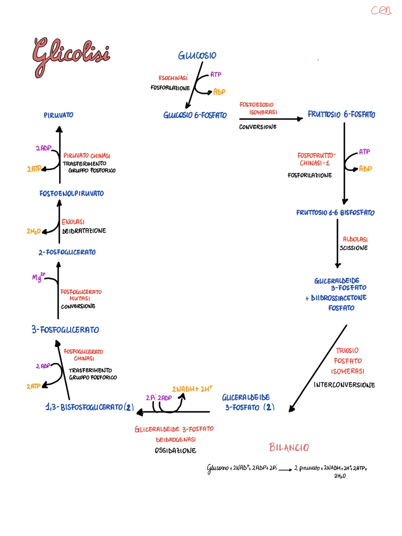Mappa Concettuale Della Glicolisi E Della Gluconeogenesi Anno