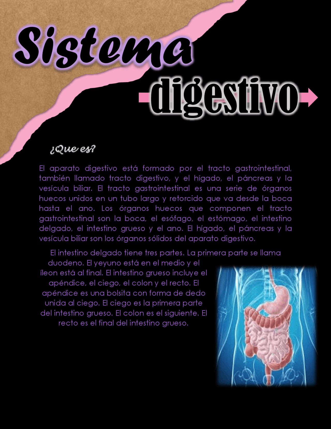 Aparato digestivo resumen | Resúmenes de Biología | Docsity