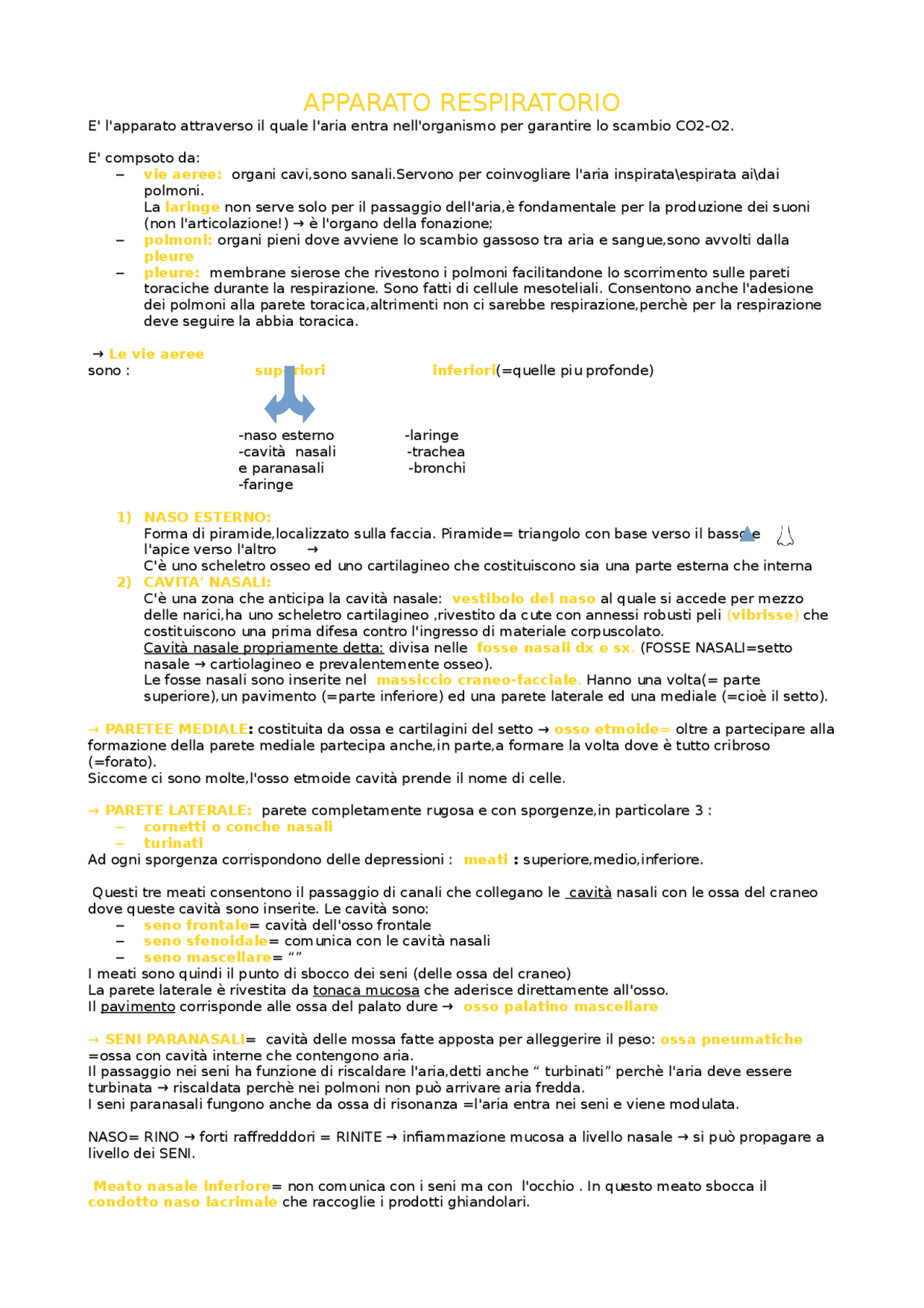 Corso Di Anatomia Umana Apparato Respiratorio Docsity