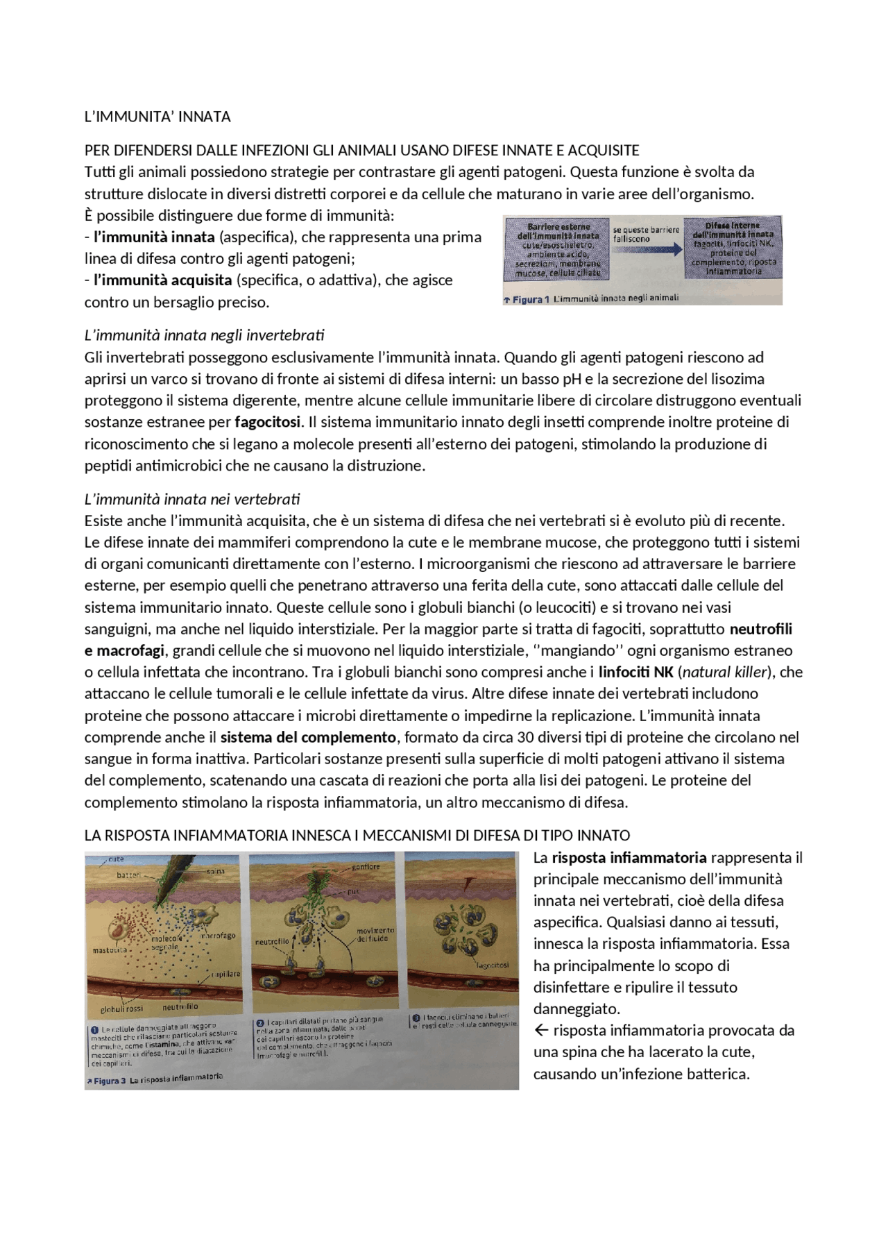 Scienze Anatomia Umana Ripasso Docsity