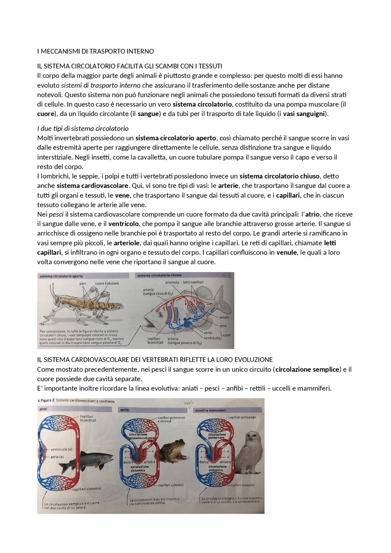Scienze Anatomia Umana Ripasso Docsity