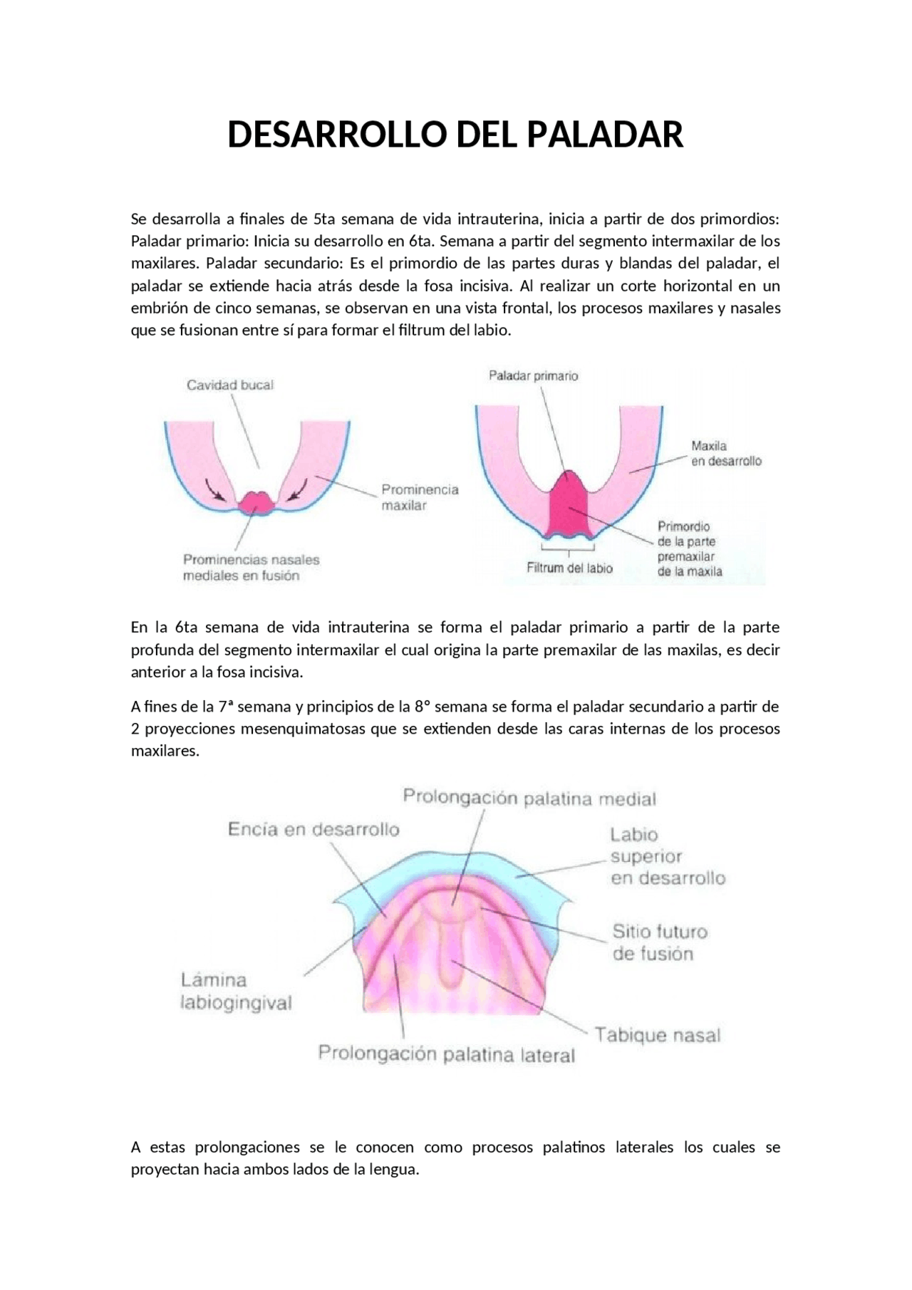 EMBRIOLOGIA ACERCA DEL PALADAR - Docsity