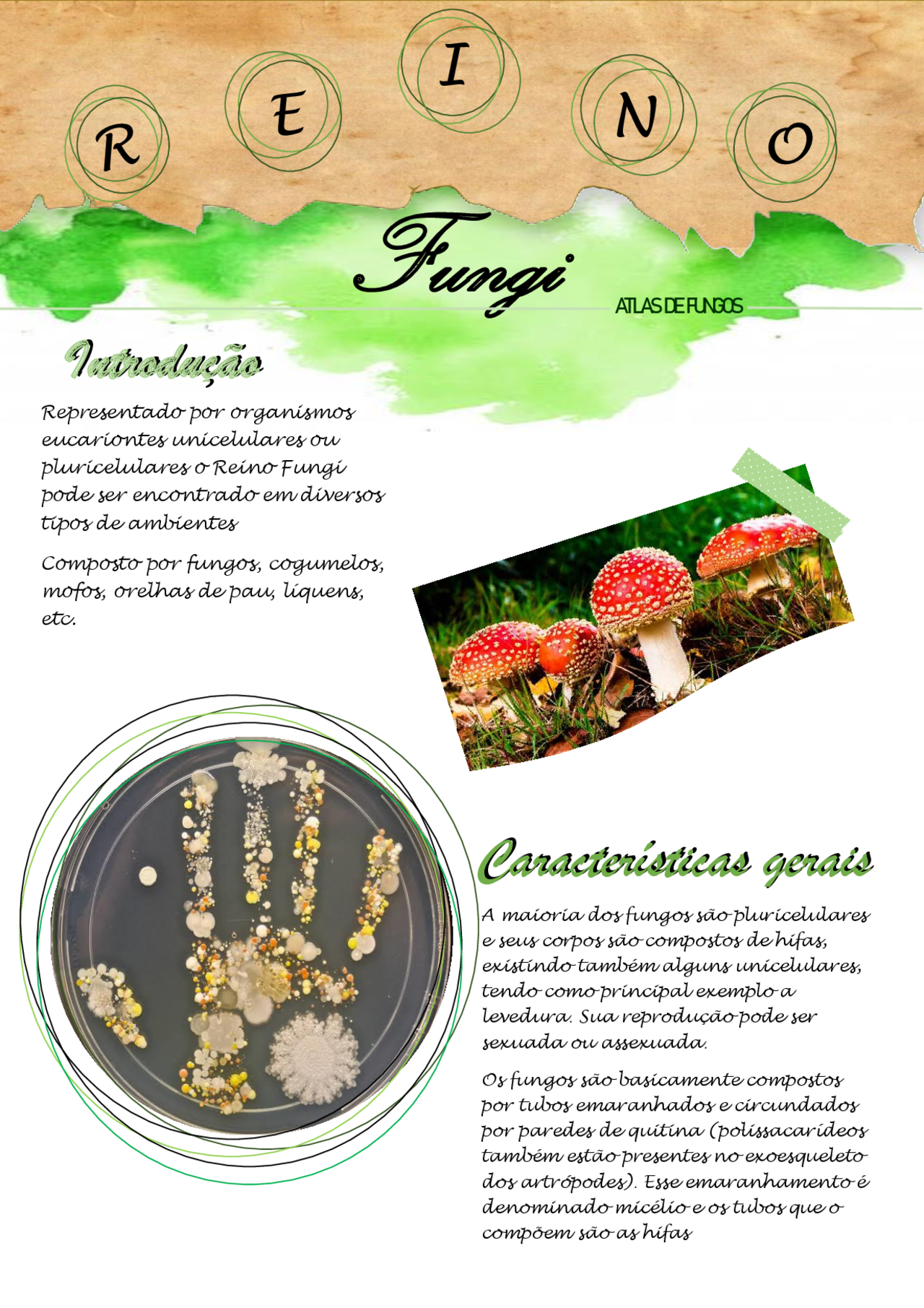 Atlas do Reino Fungi - Docsity