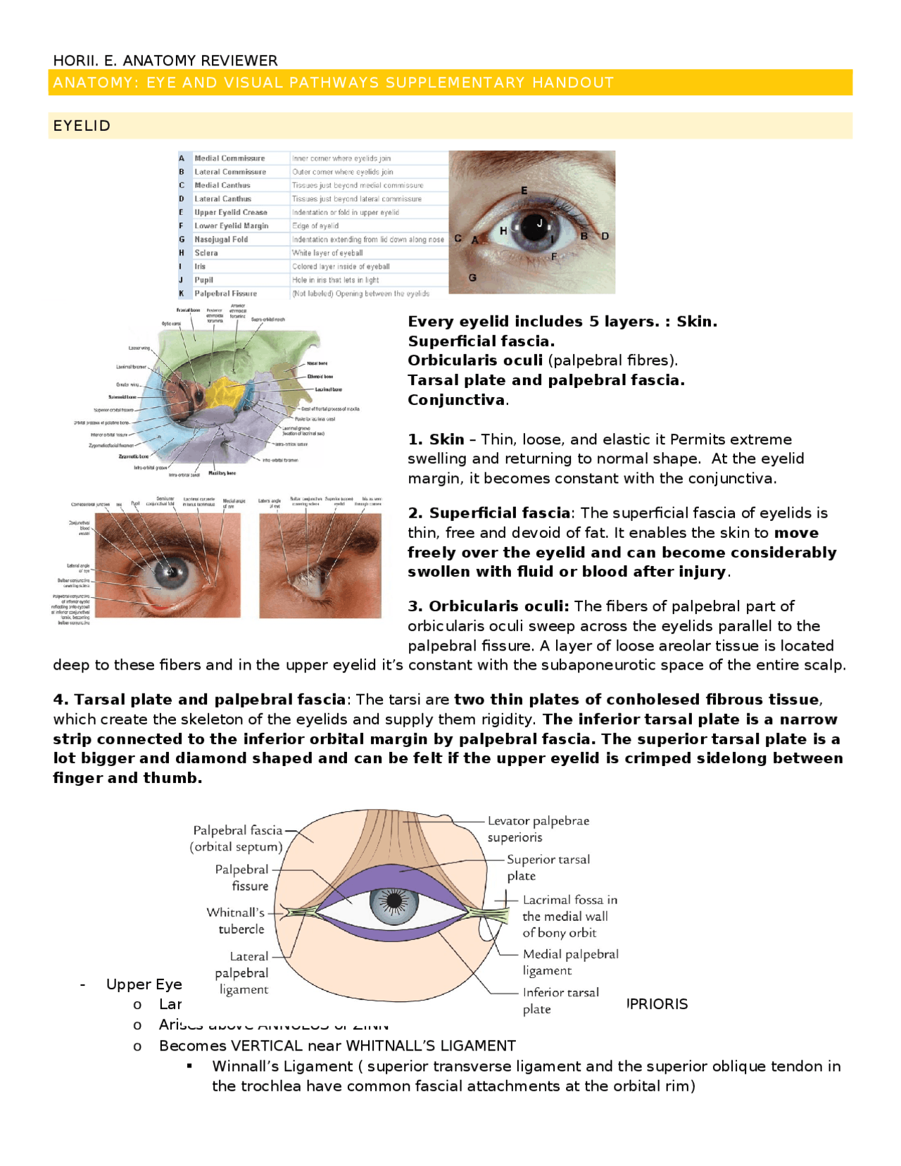 Superior Tarsal Plate
