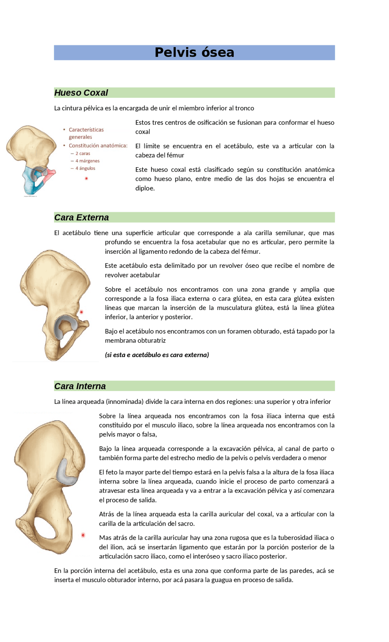 Anatomia de la pelvis osea - Docsity