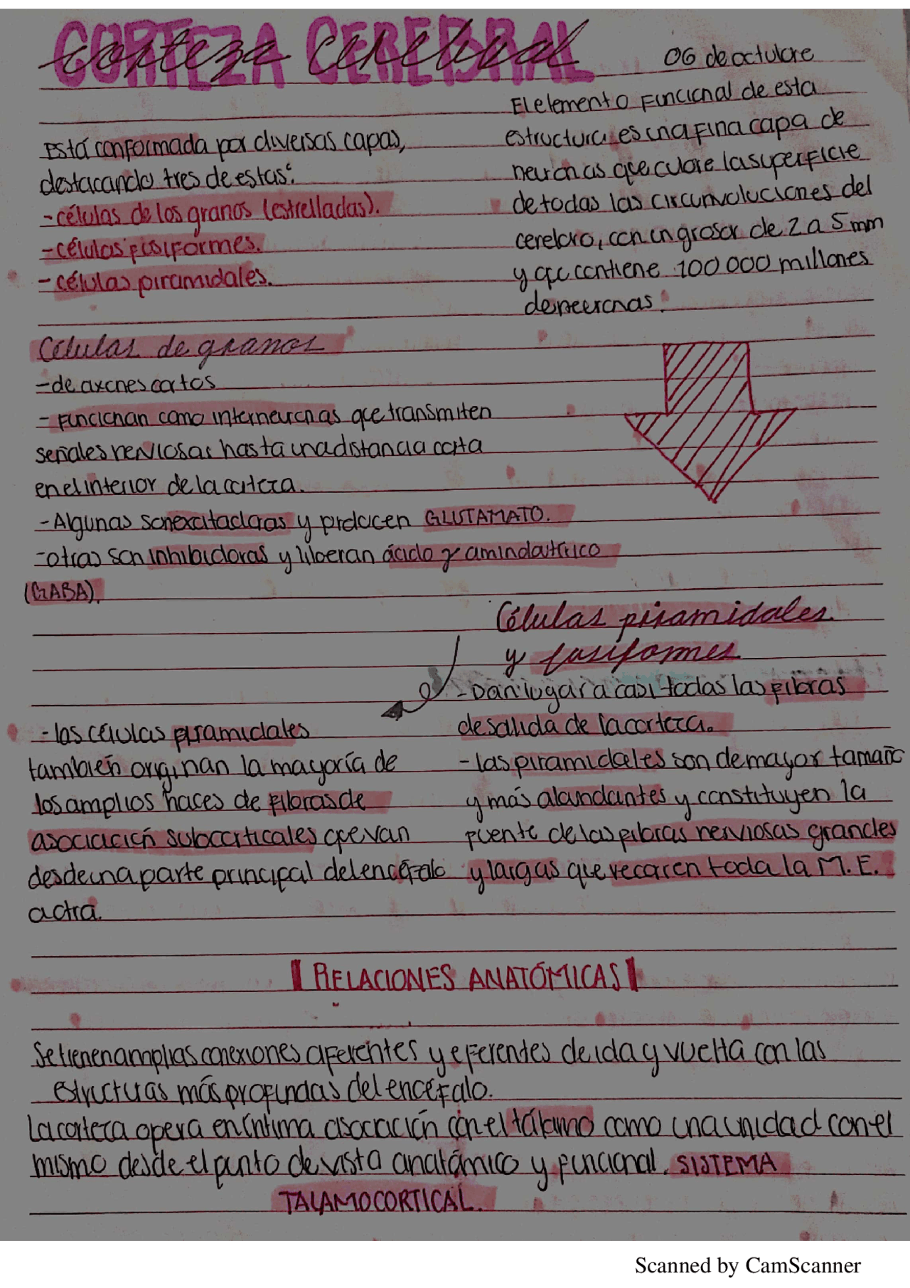 Corteza Cerebral Funciones Intelectuales Del Cerebro Aprendizaje Y