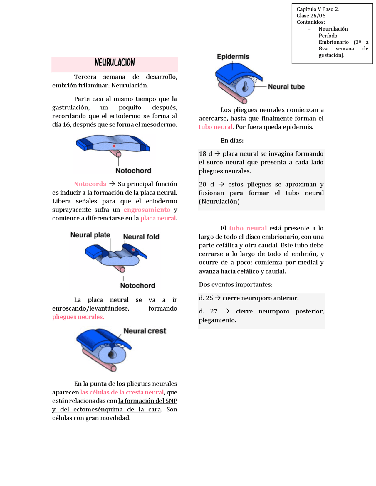 Resumen De Embriología Resúmenes De Anatomía Docsity
