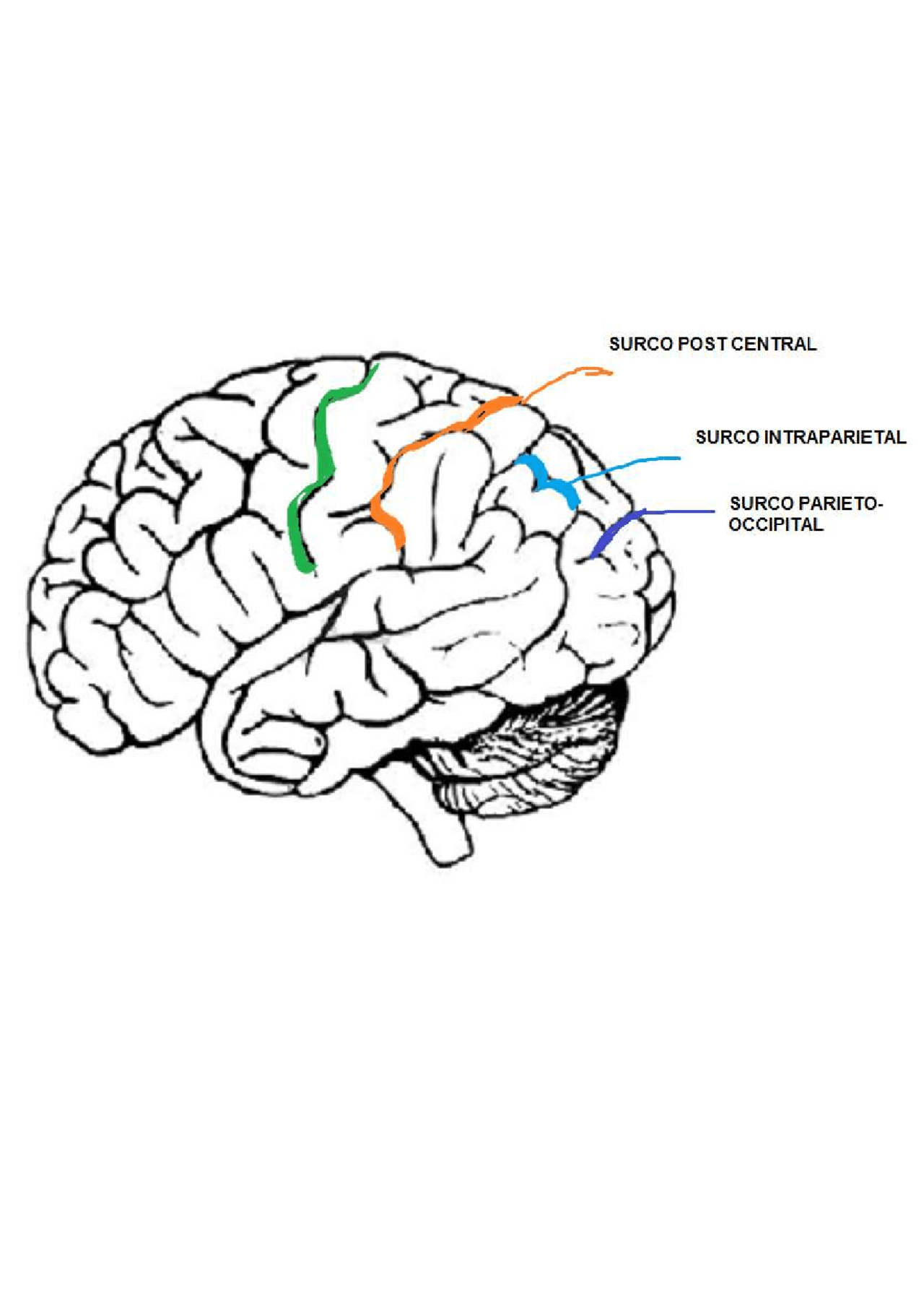 Surcos del lóbulo parietal, Psicobiología - USMP - Docsity
