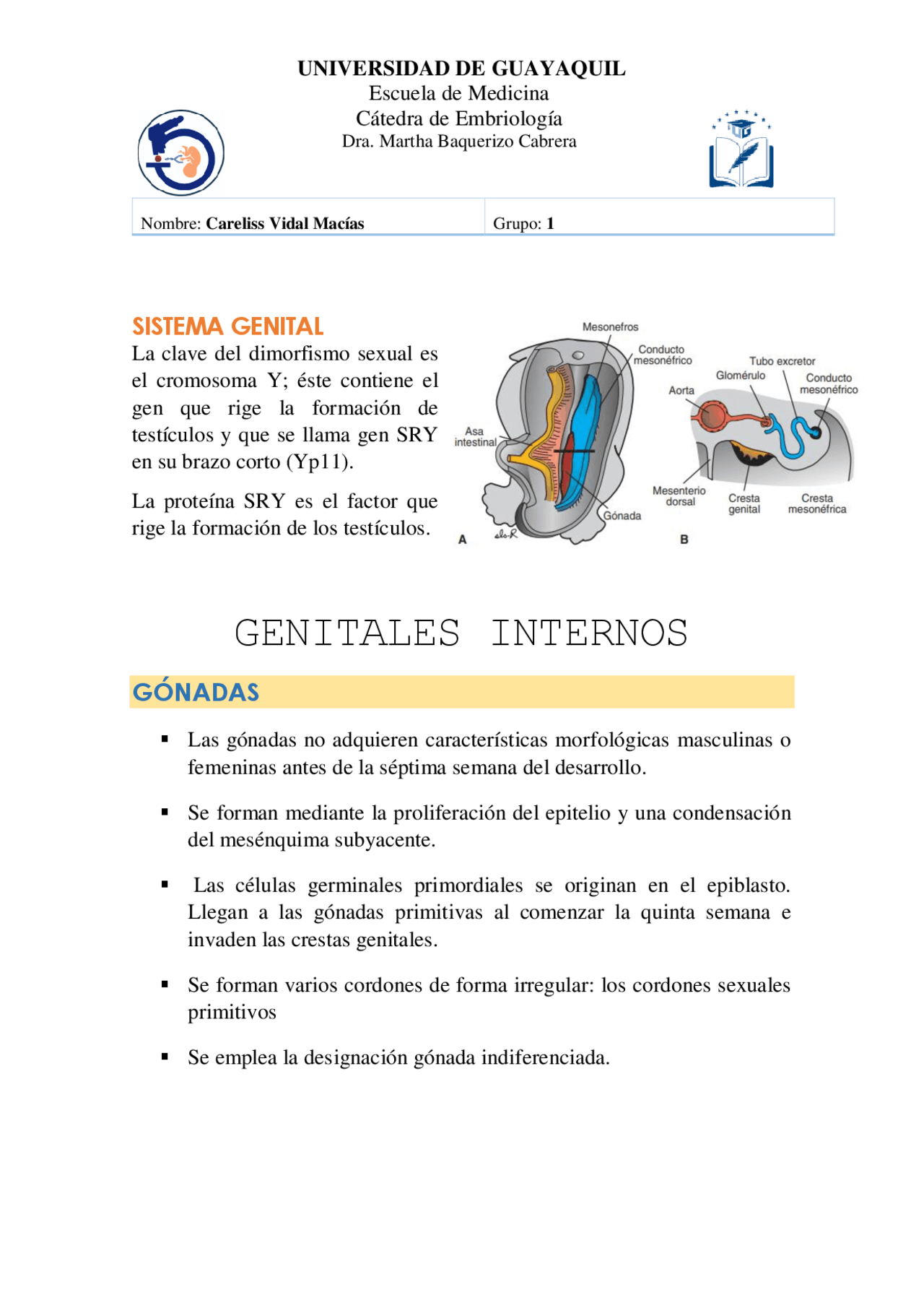 Sistema Genital Lagman Apuntes De Fisiología Docsity