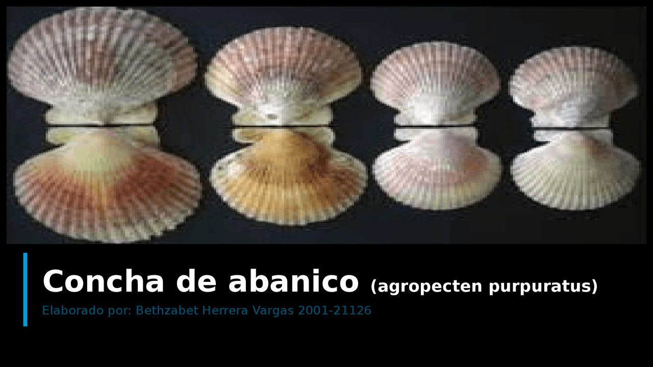 Argopecten purpuratus - Docsity