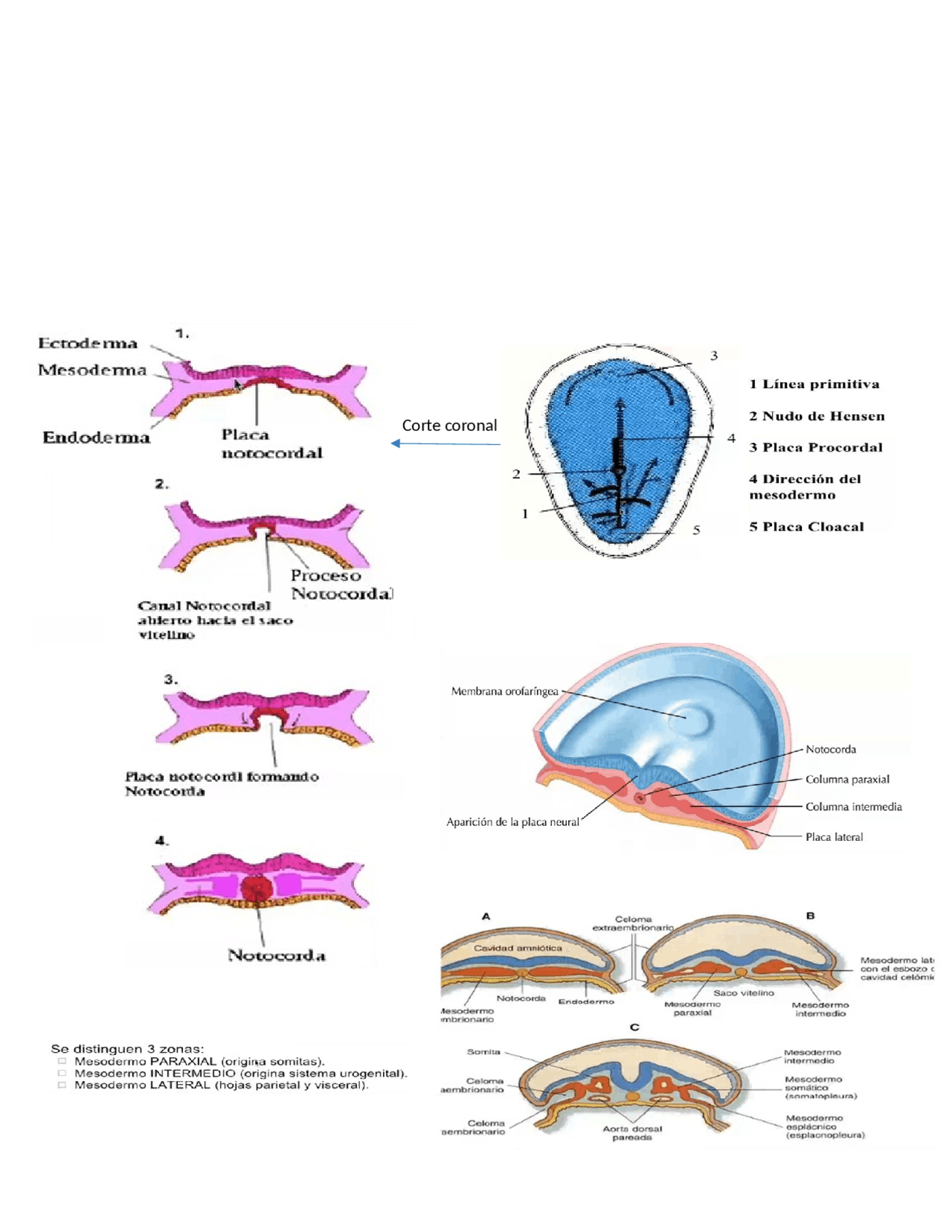 La Embriologia del SNC - Docsity