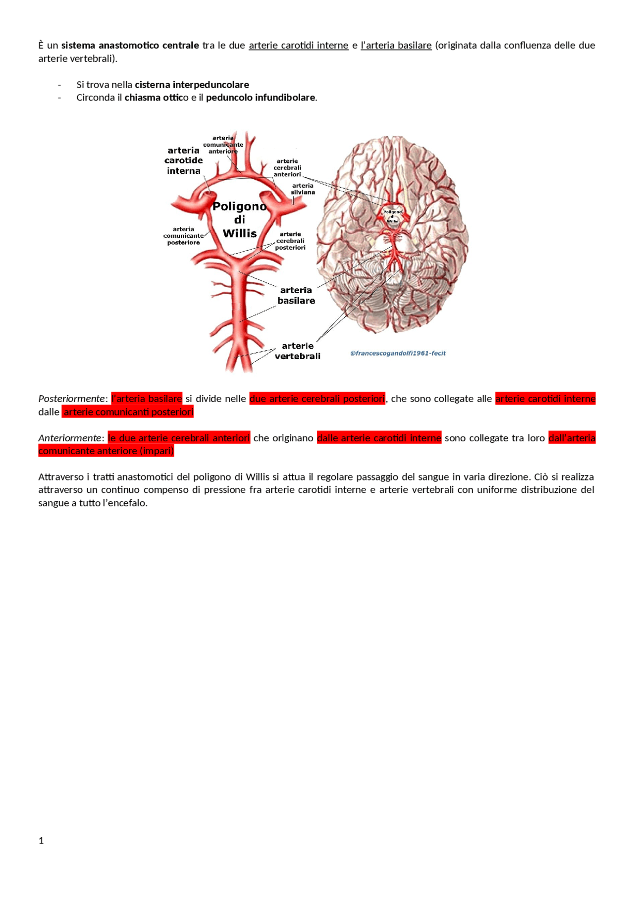 Circolo arterioso di Willis | Appunti di Anatomia | Docsity