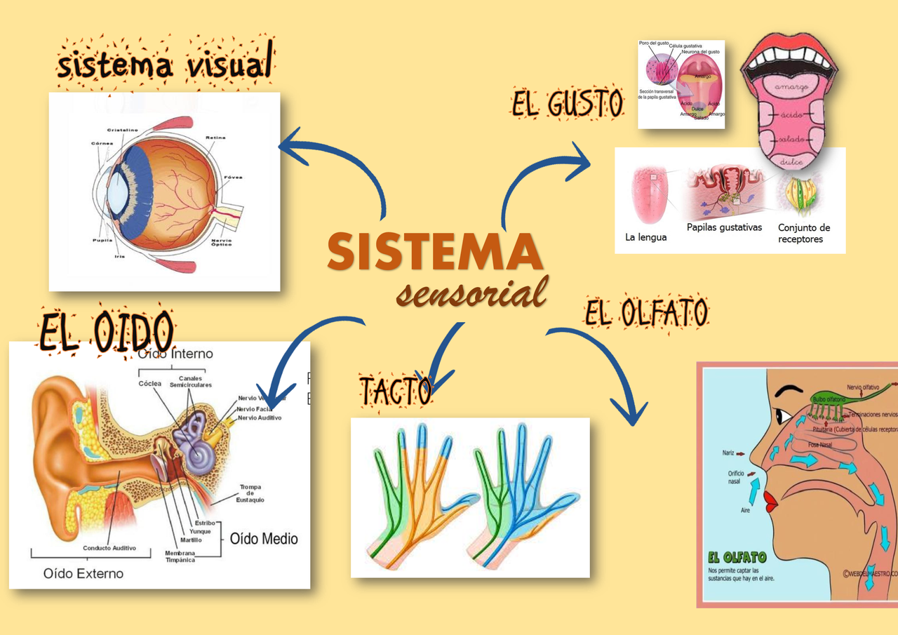 Sistema Sensorial Bases Biologicas Esquemas Y Mapas Conceptuales De Sistema Sensorial Bases Biologicas Esquemas Y Mapas Conceptuales De