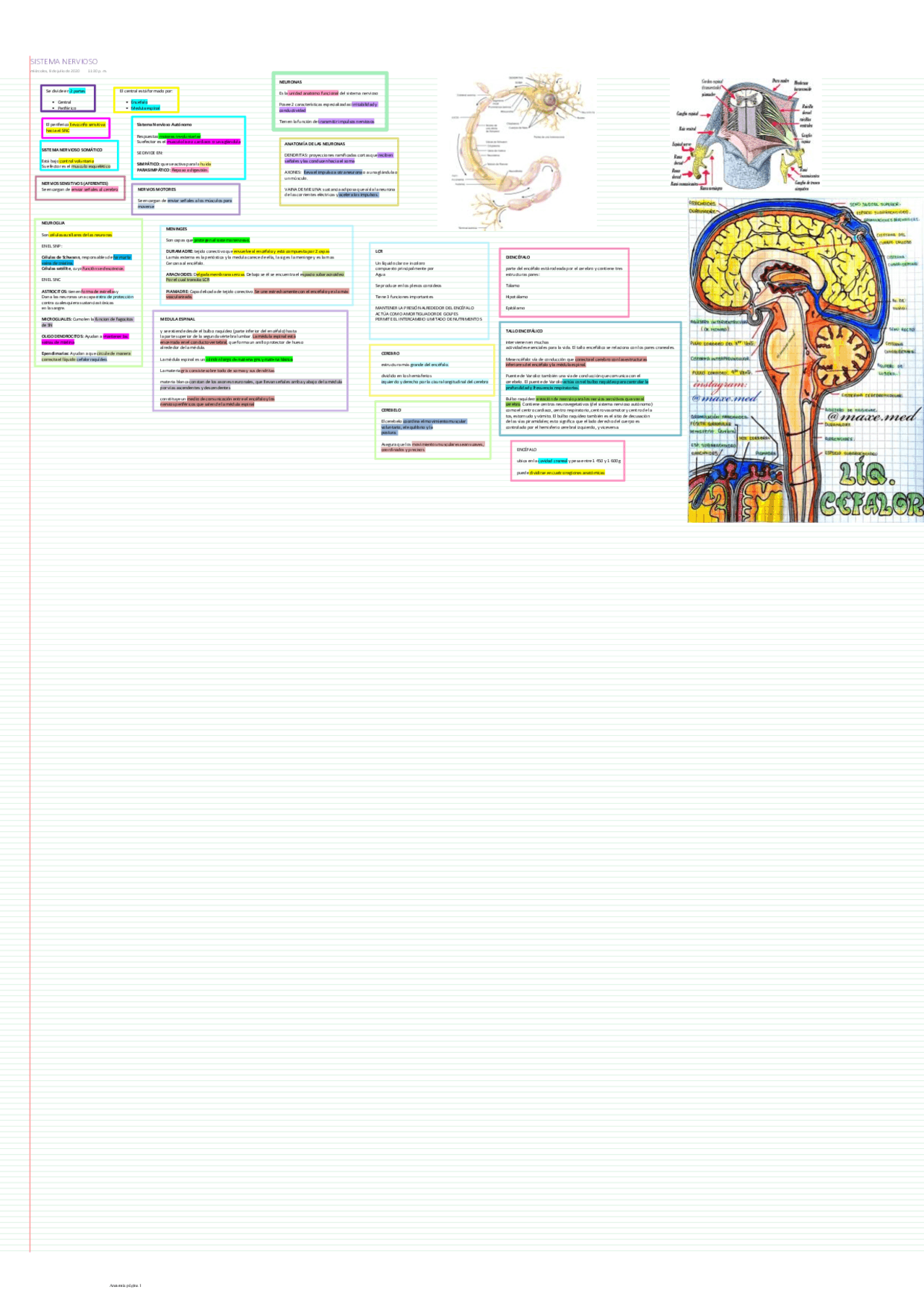 Sistema Nervioso Apuntes Docsity