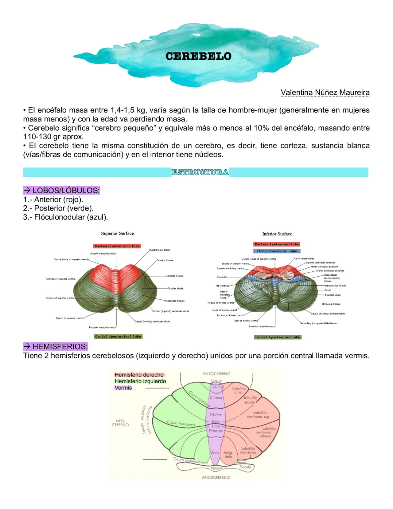 Apunte De Cerebelo Neuroanatomía Apuntes De Neuroanatomía Docsity