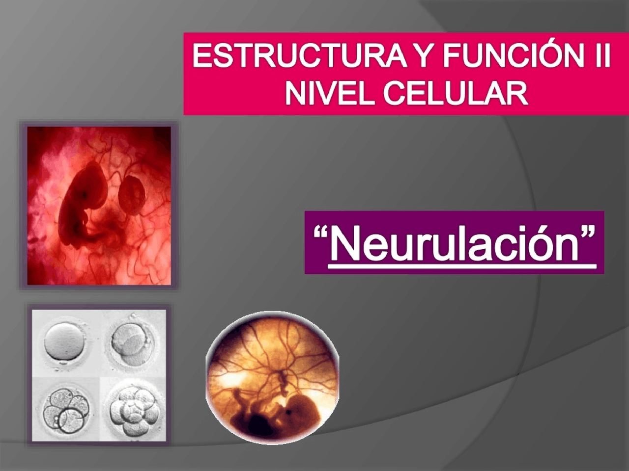 NEURULACION ANATOMIA - Docsity